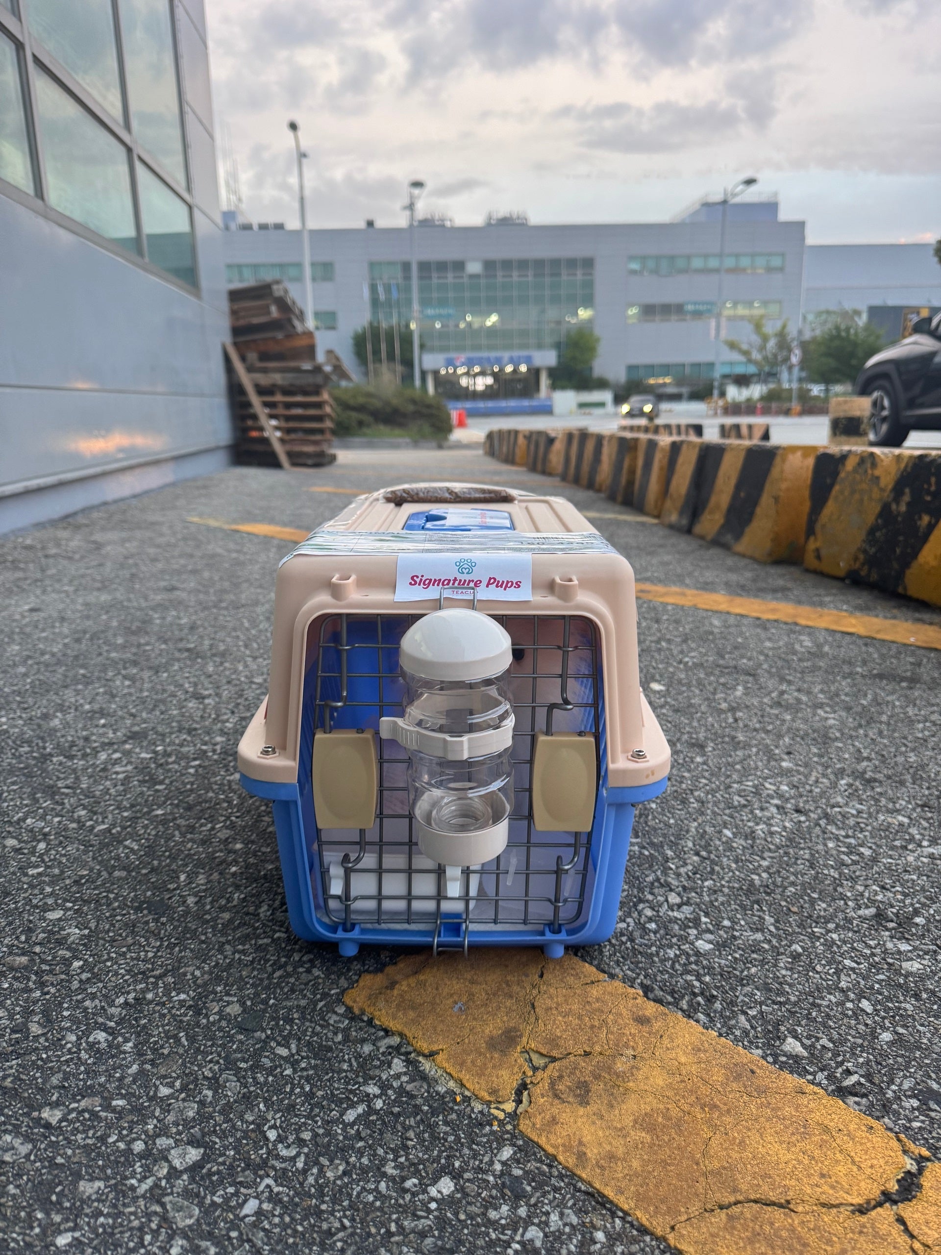 Male Pomeranian Mushmello traveled to Toronto ♥ – Signature Teacup Pups