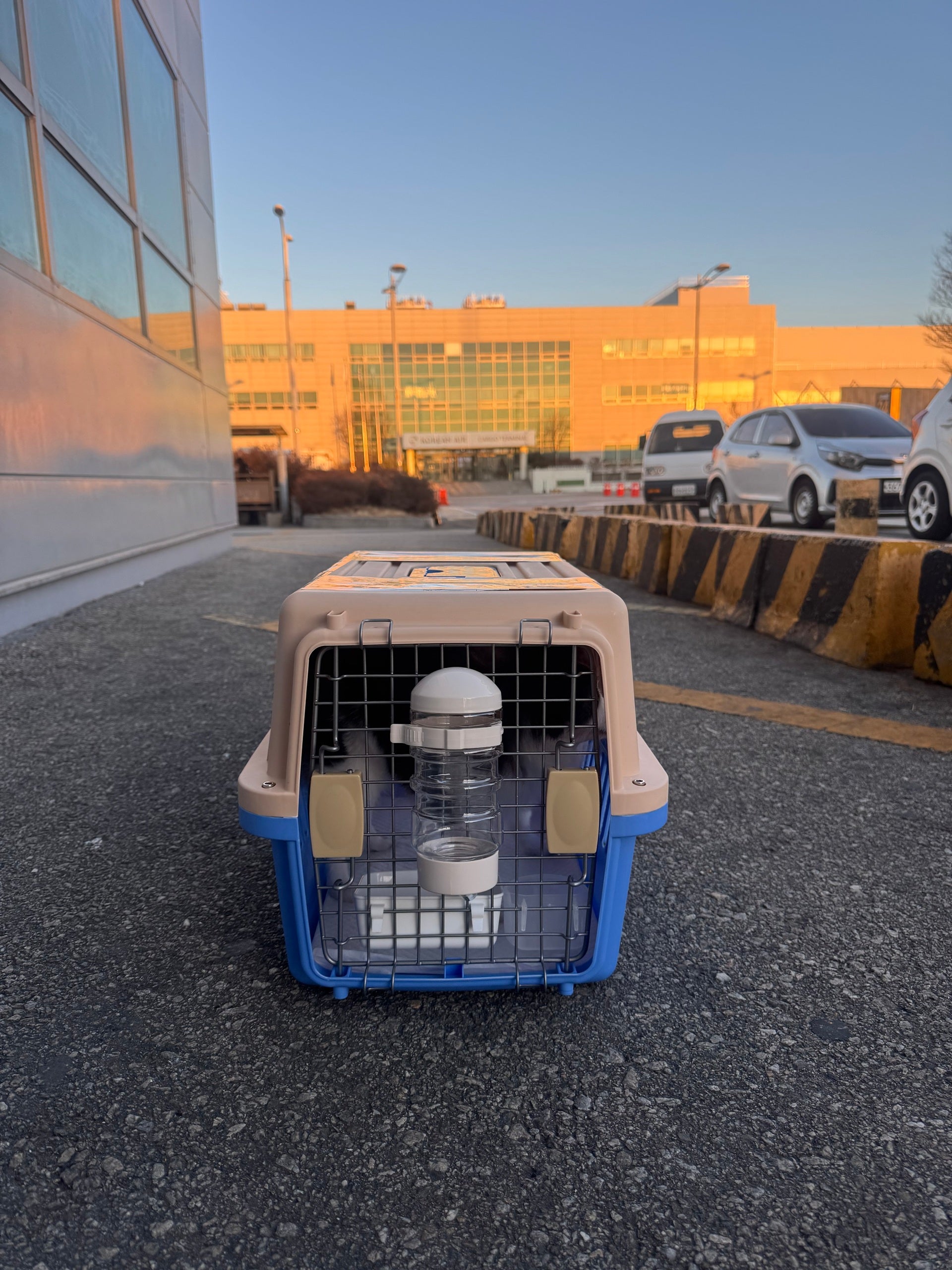 Pomeranian Mignon traveled to Seattle ♥ – Signature Teacup Pups