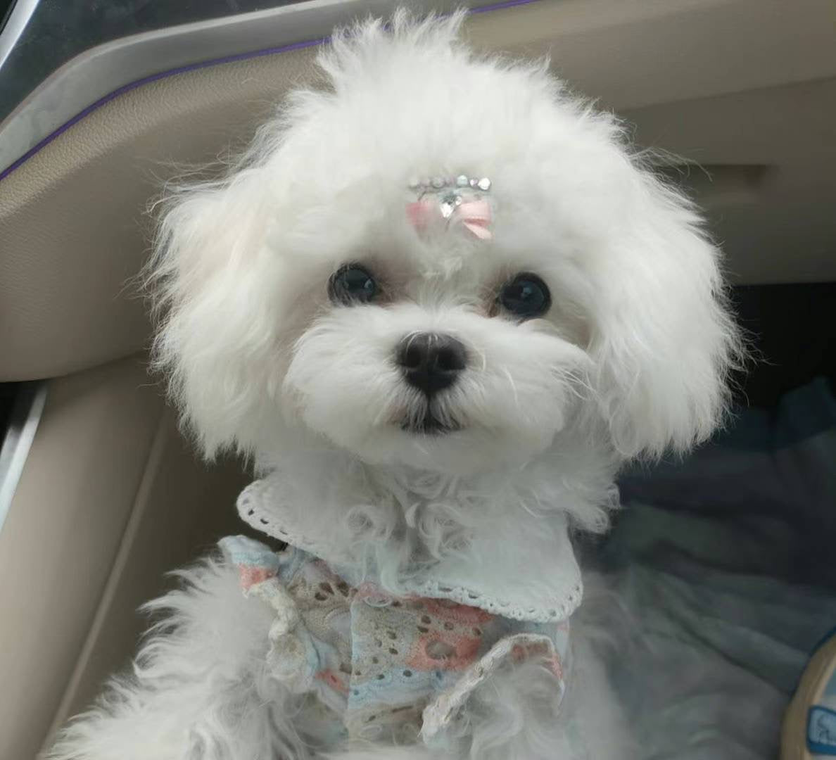 Female Bichon Frise Luna from Los Angeles – Signature Teacup Pups