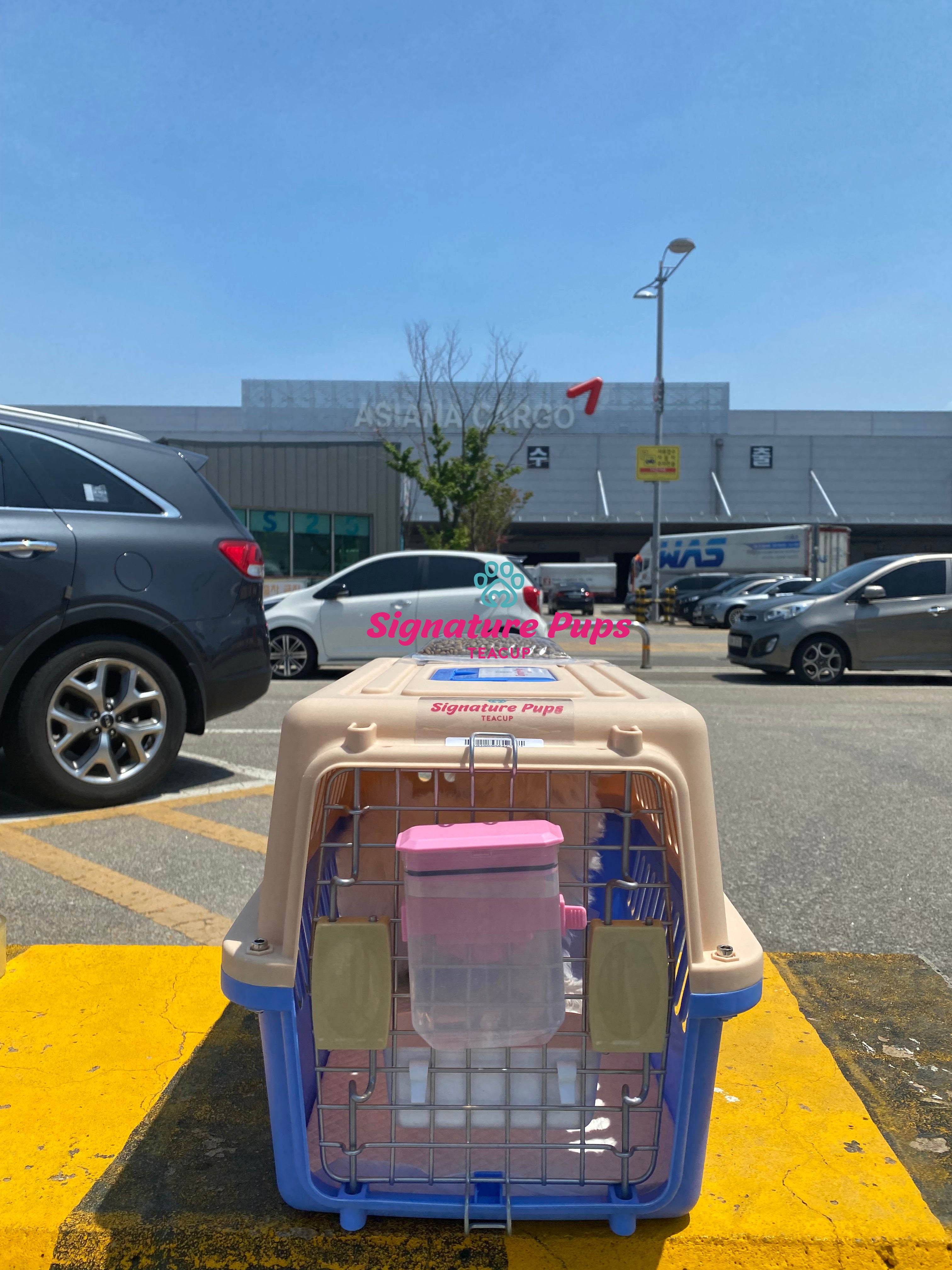 Male Maltese Daniel traveled to Los Angeles – Signature Teacup Pups