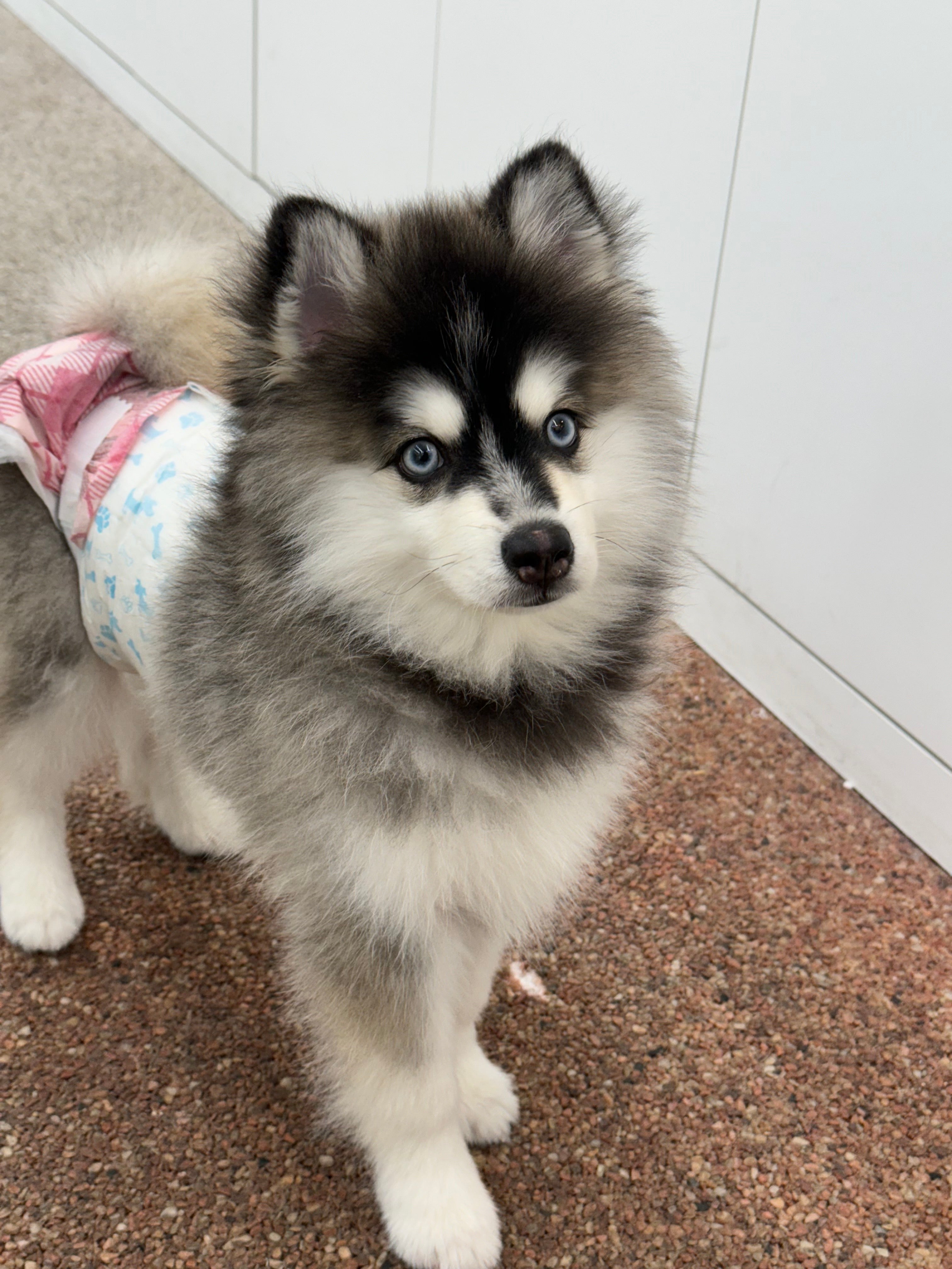Male Pomsky Mungchi from Korea – Signature Teacup Pups