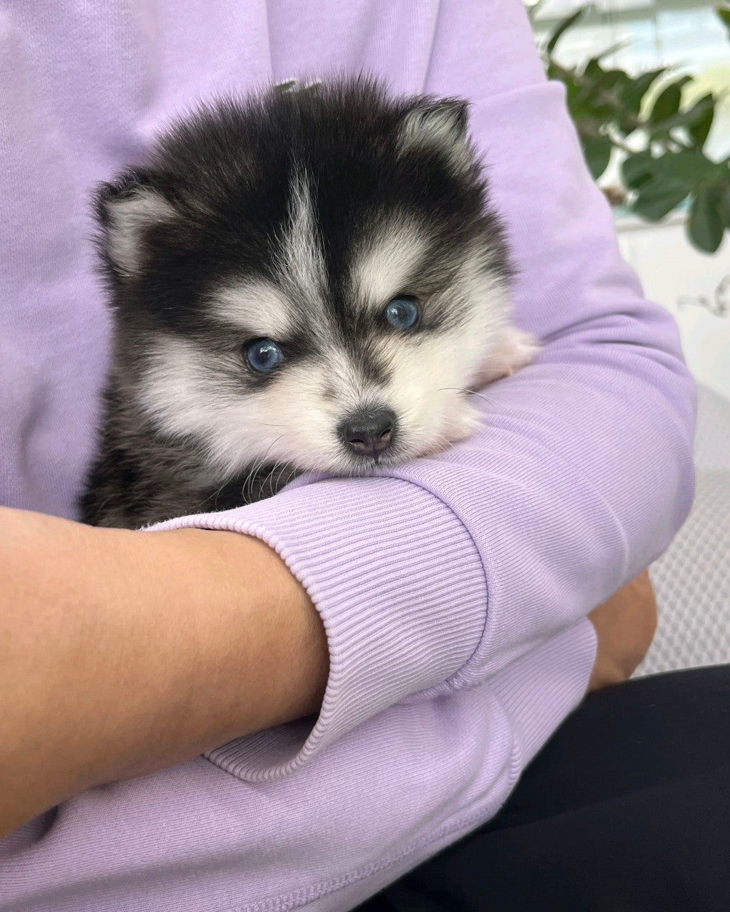 Male Pomsky Apollo from Korea – Signature Teacup Pups