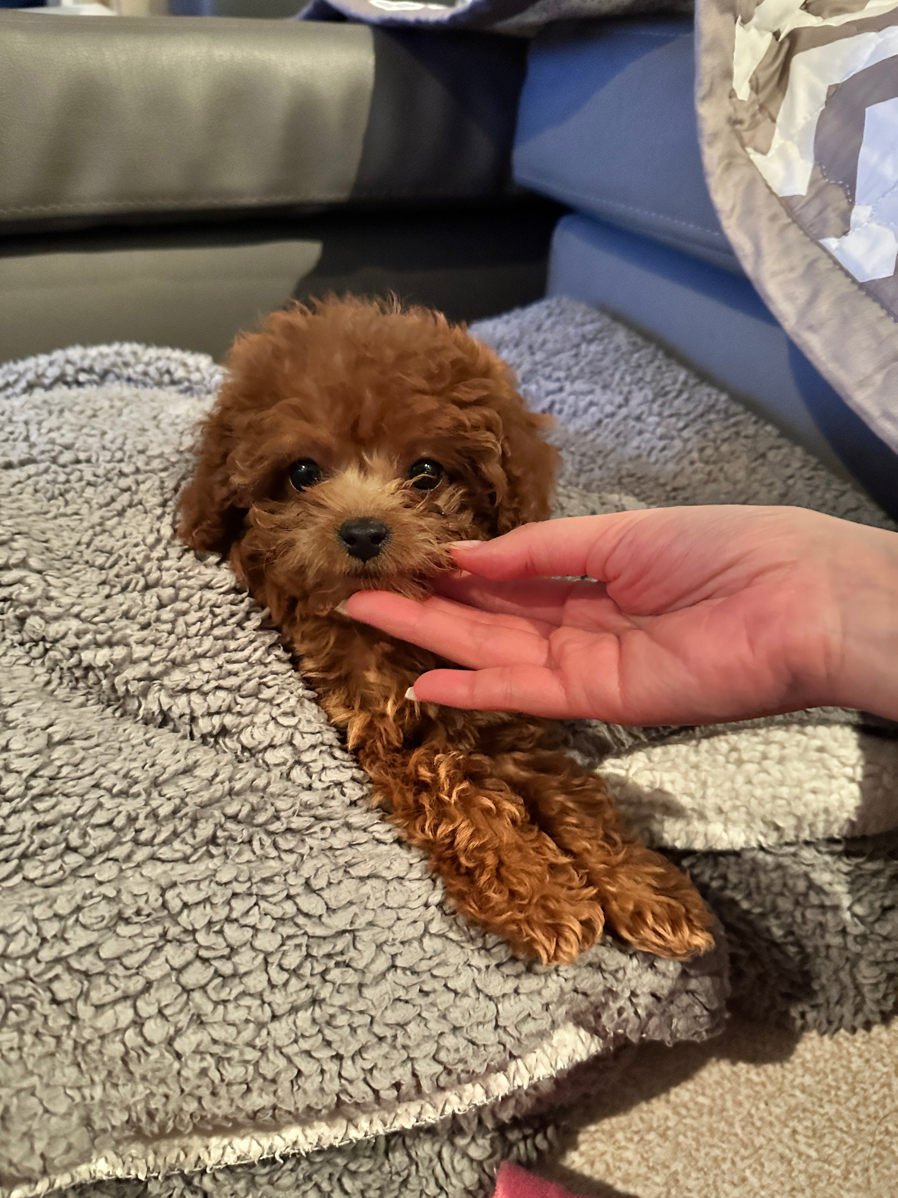Female Red Poodle Lala from New York – Signature Teacup Pups