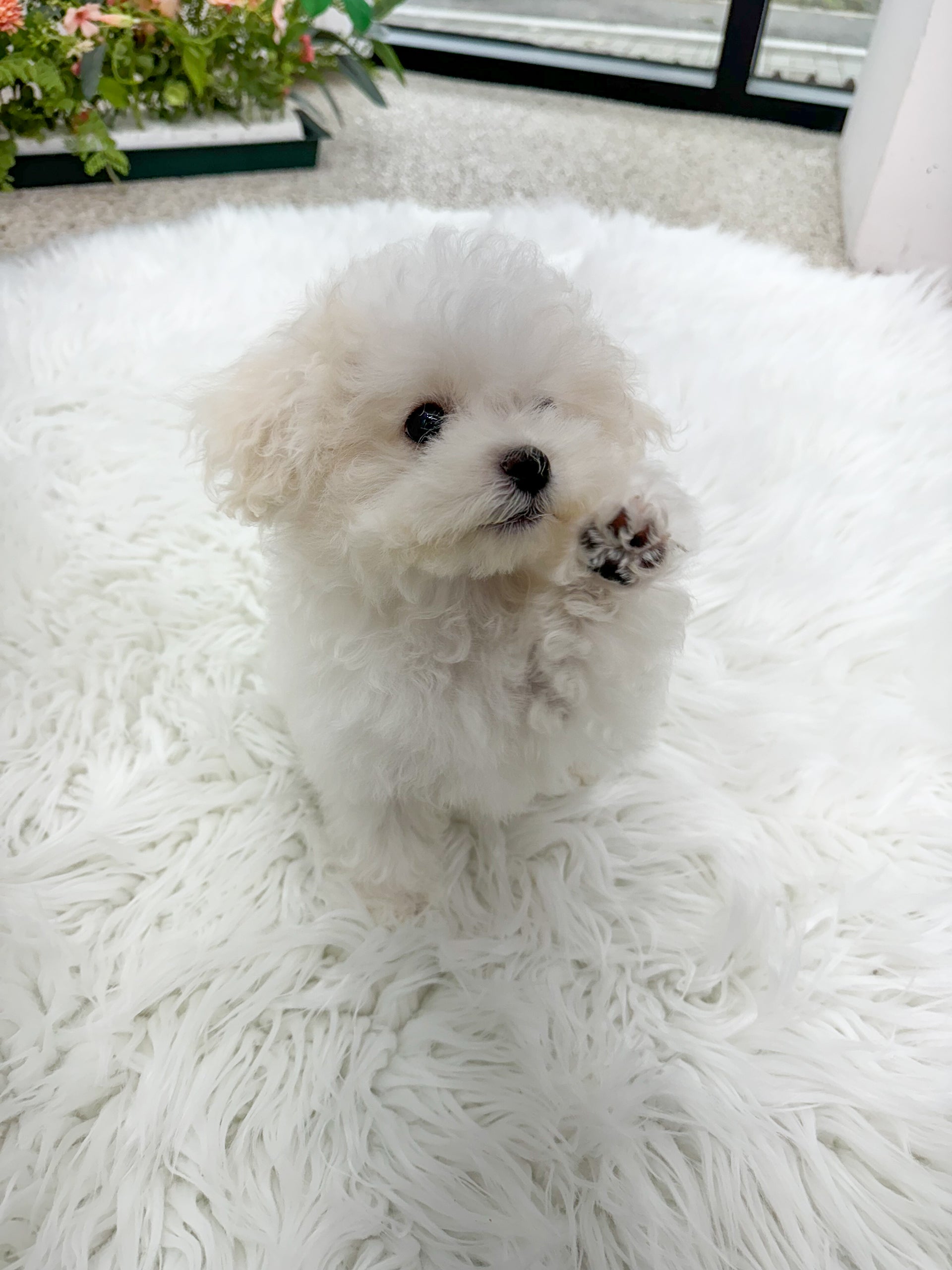 Male Bichon Frise Hiro from Korea – Signature Teacup Pups