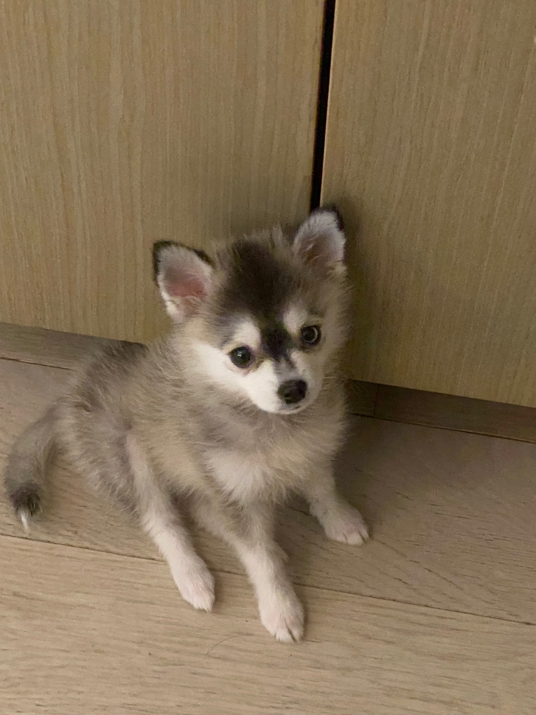 Female Pomsky Molly from New York – Signature Teacup Pups