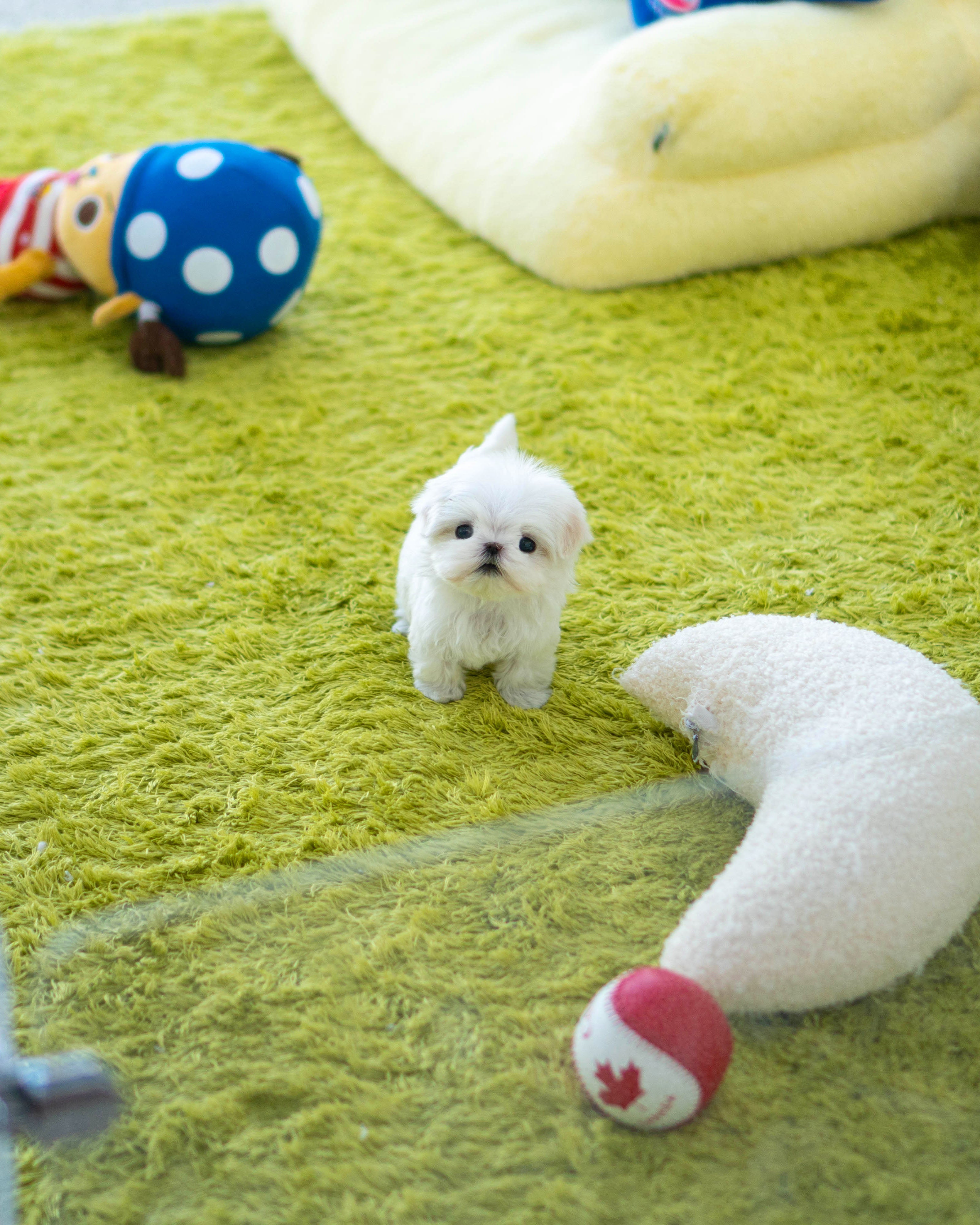 Maltese – Signature Teacup Pups