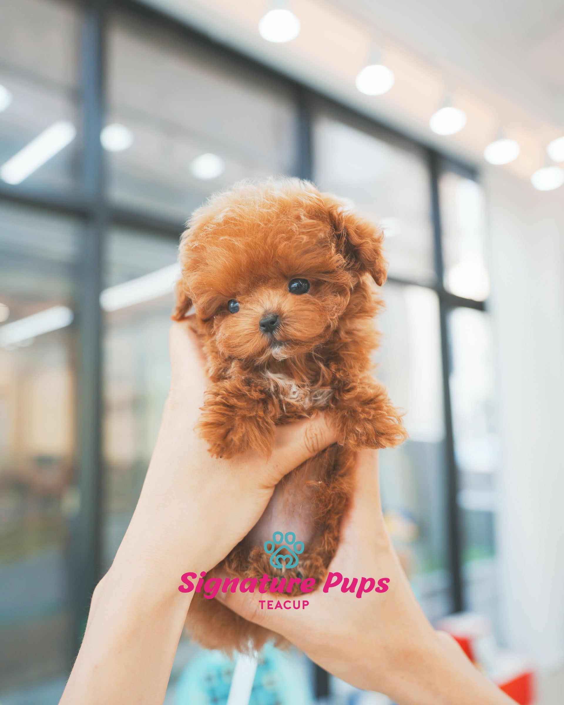Red Poodle - Bella – Signature Teacup Pups