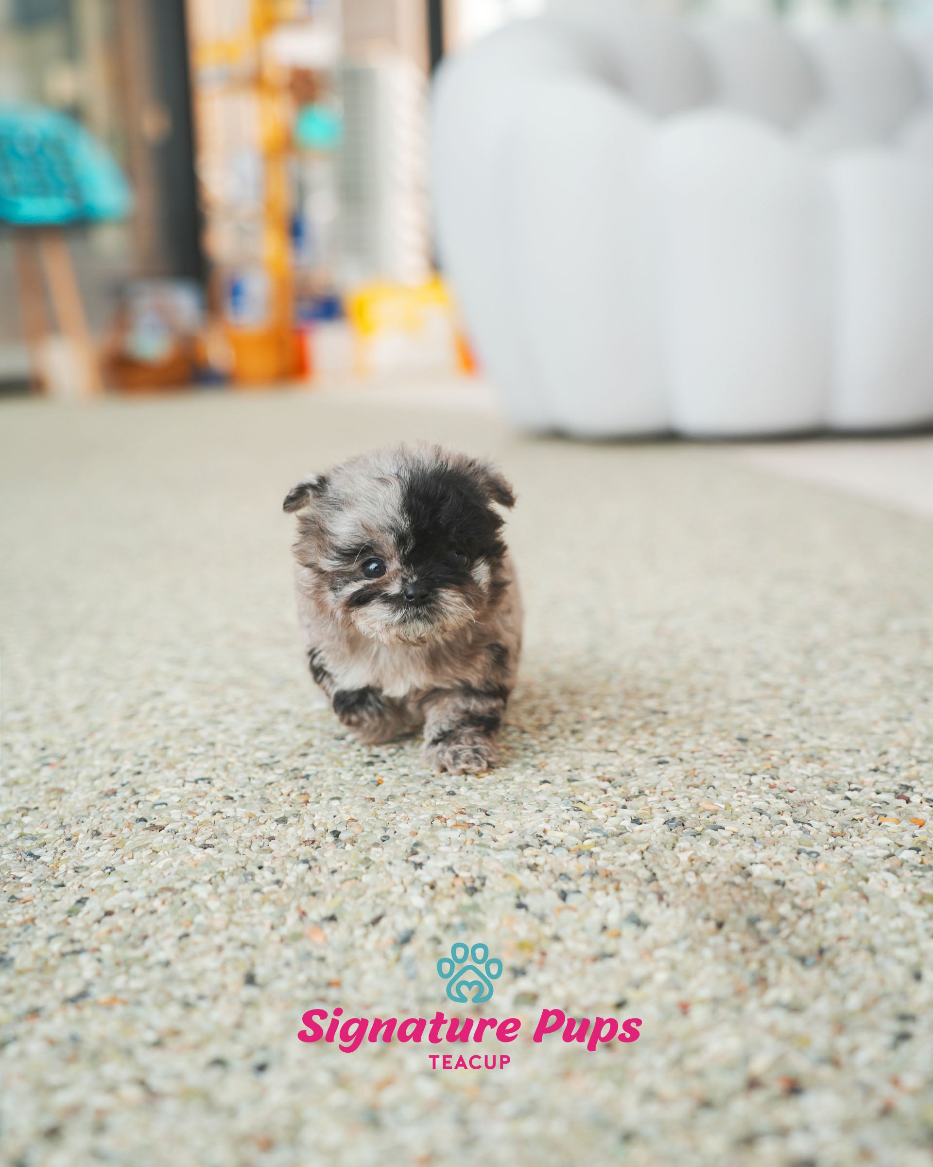 Blue Merle Maltipoo - Berry – Signature Teacup Pups