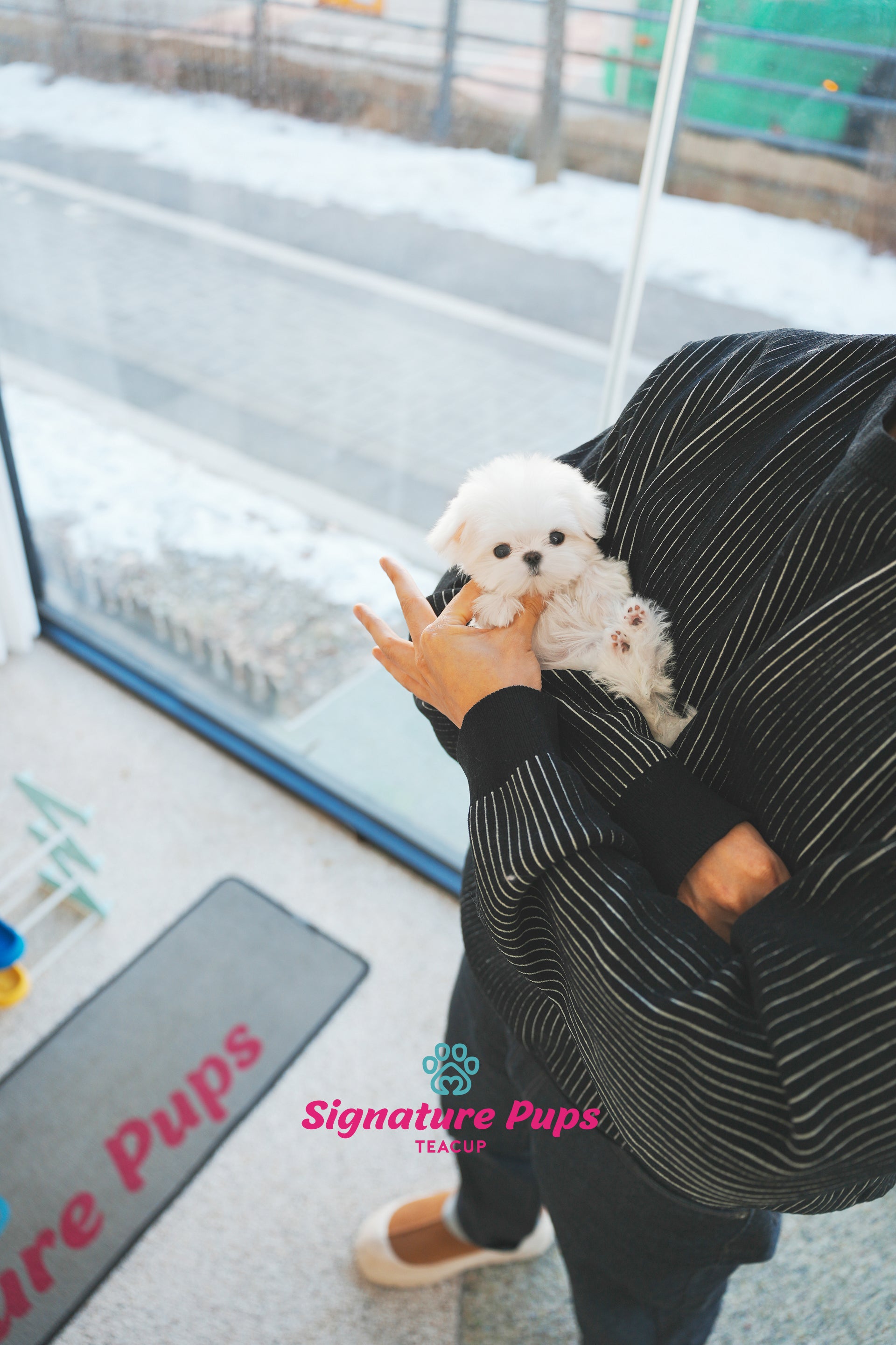 Maltese - Angel – Signature Teacup Pups