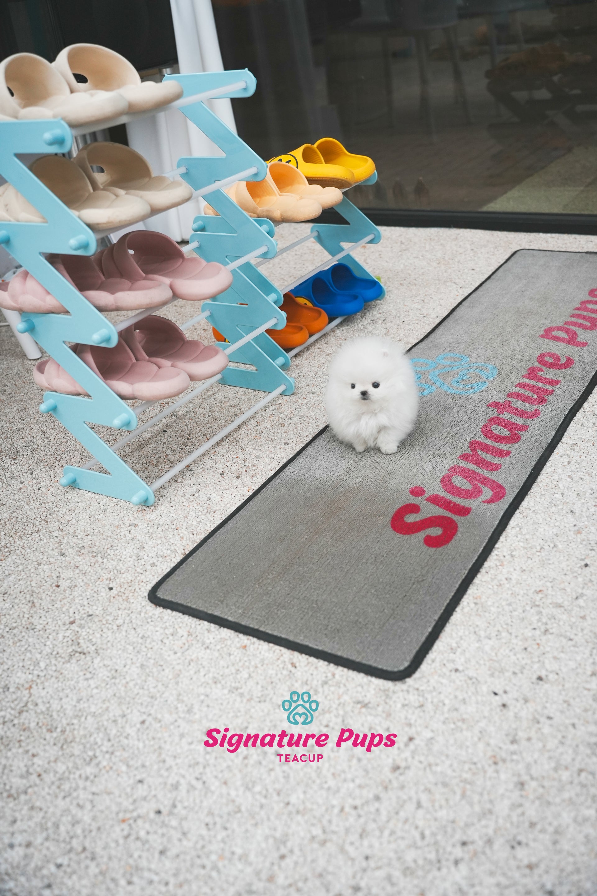 Pomeranian - Ruby – Signature Teacup Pups
