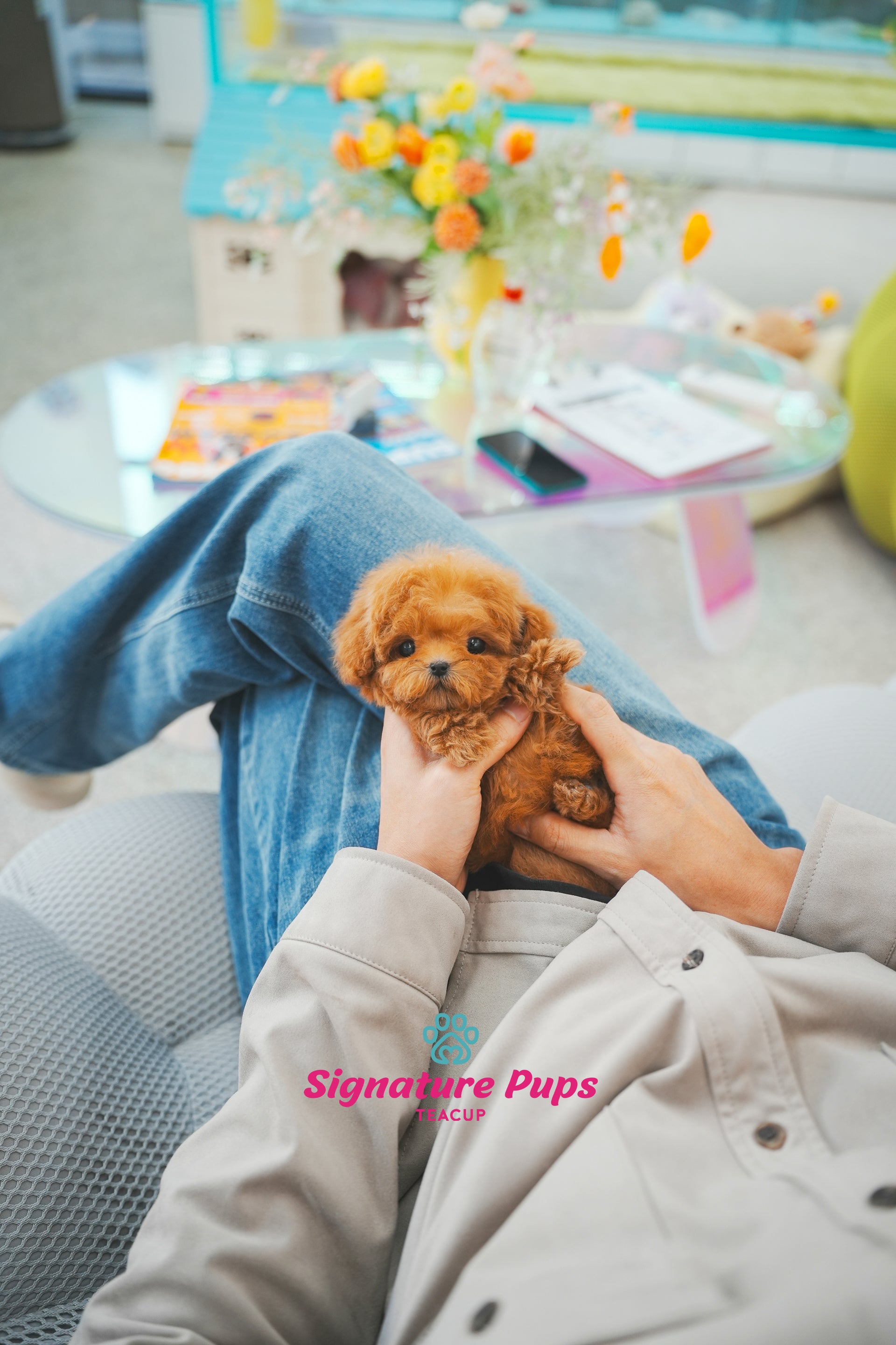 Poodle - Dingo – Signature Teacup Pups