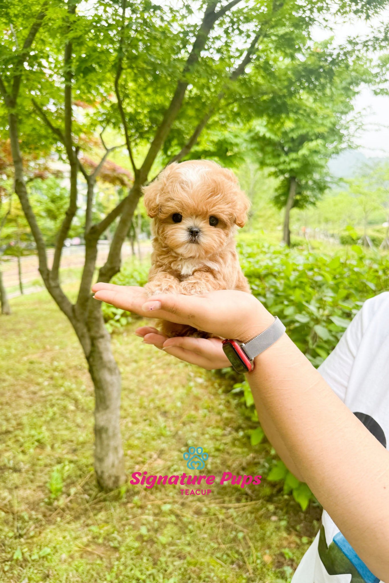 Maltipoo - Teo – Signature Teacup Pups