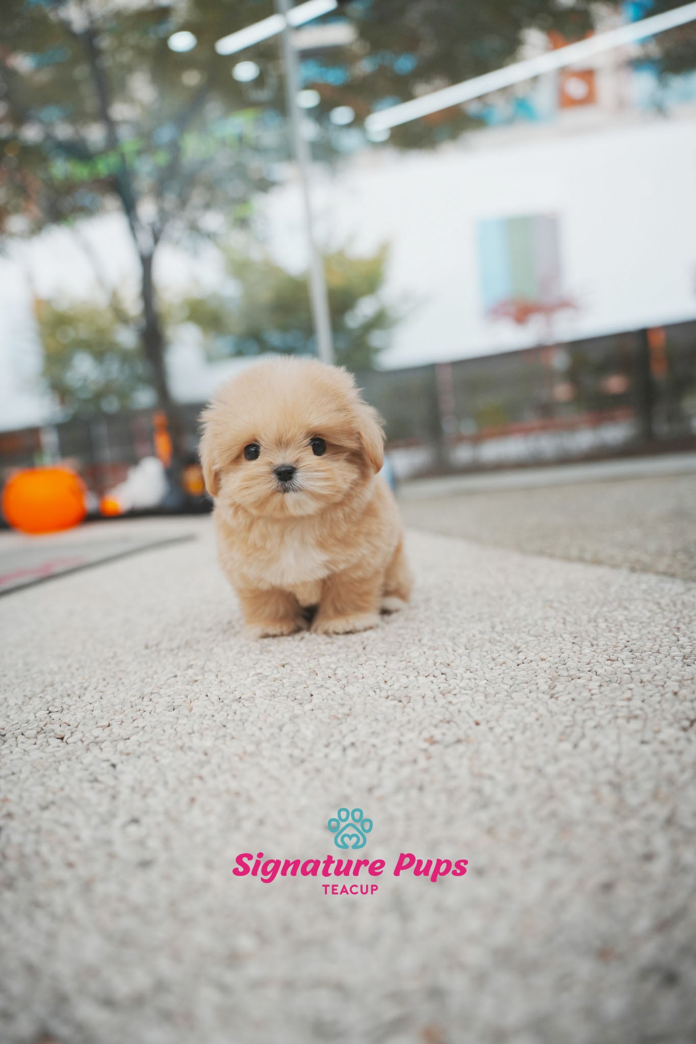 Maltipoo - Ari – Signature Teacup Pups