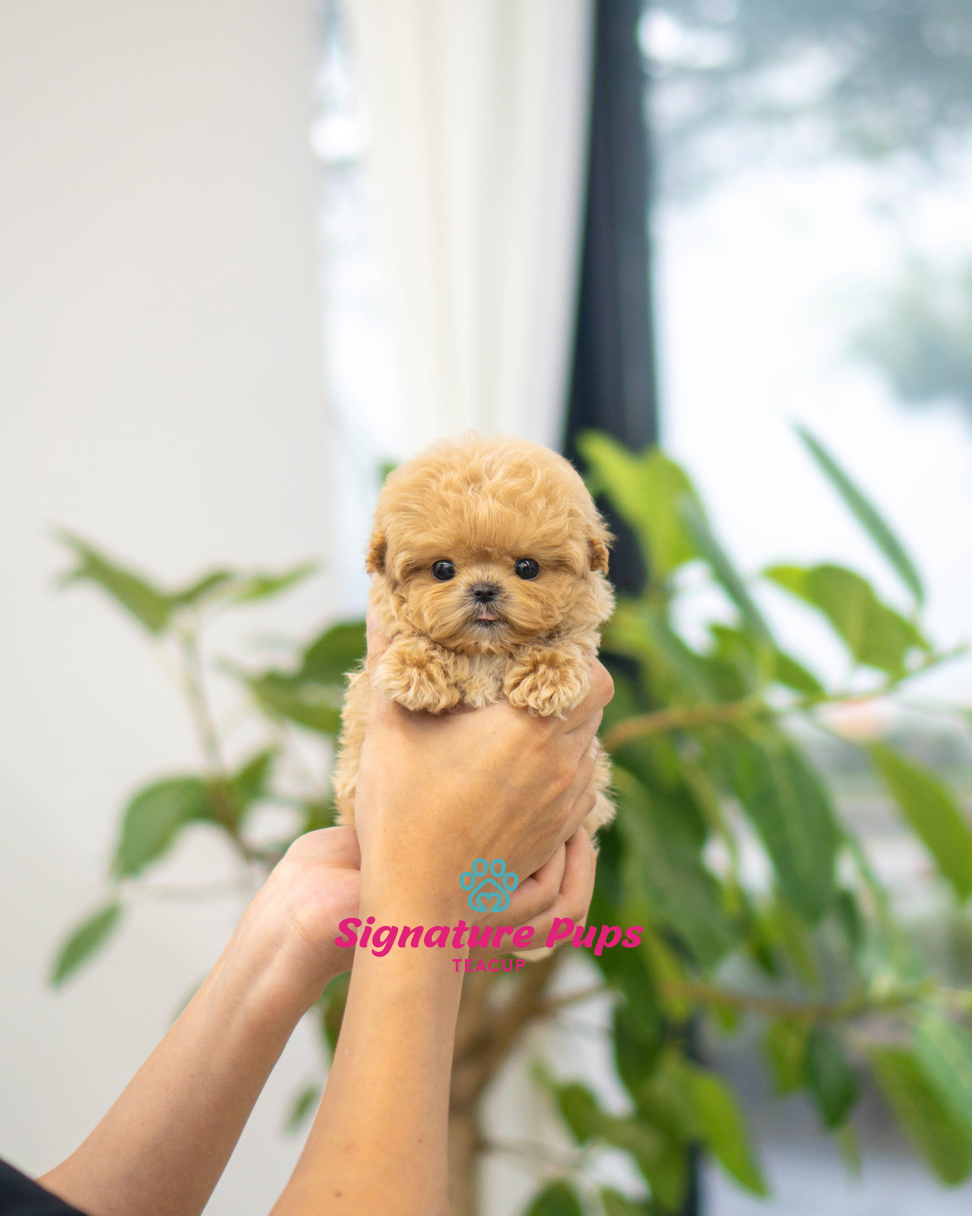 Red Maltipoo - Bruce – Signature Teacup Pups