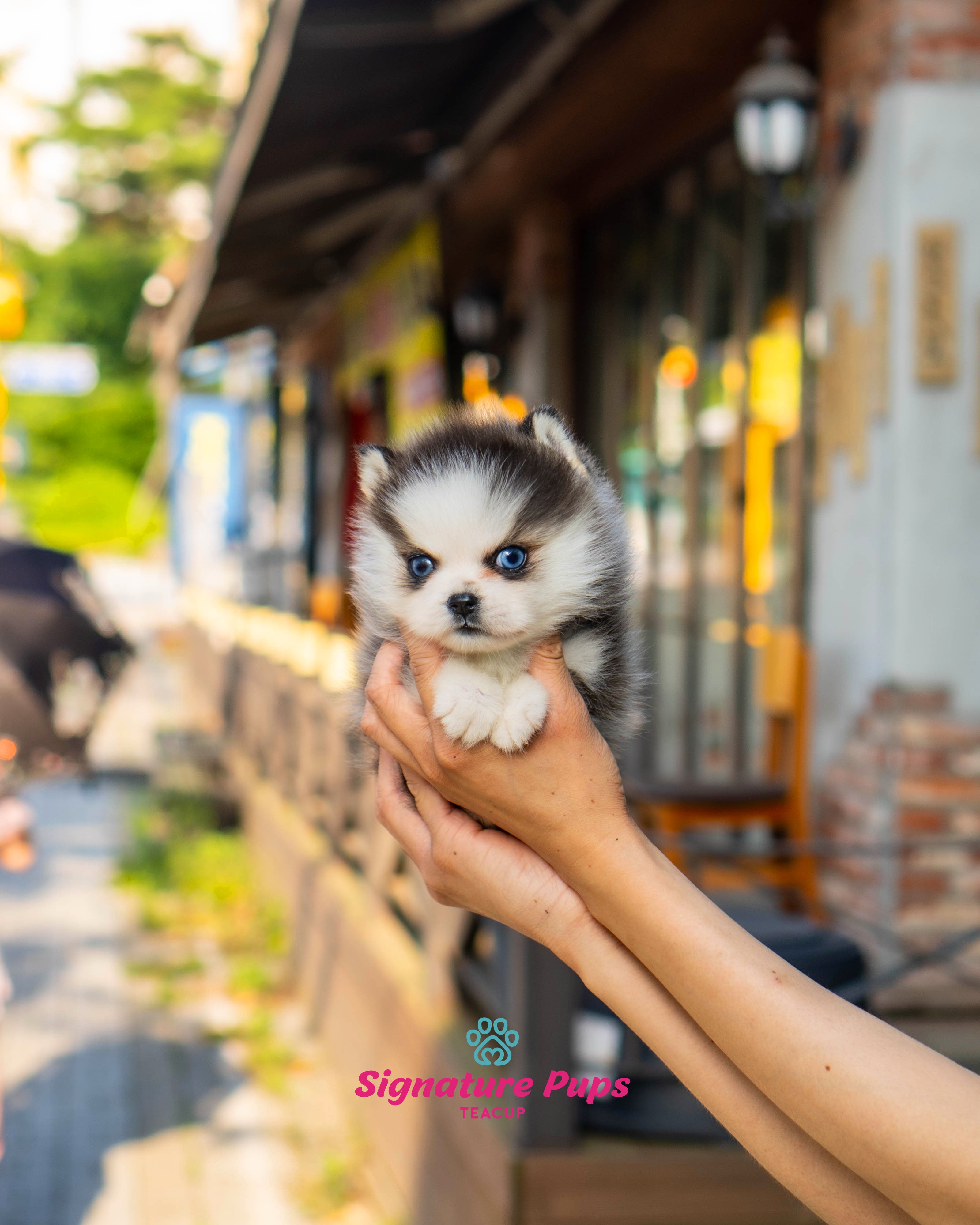 Pomsky - Bubba – Signature Teacup Pups