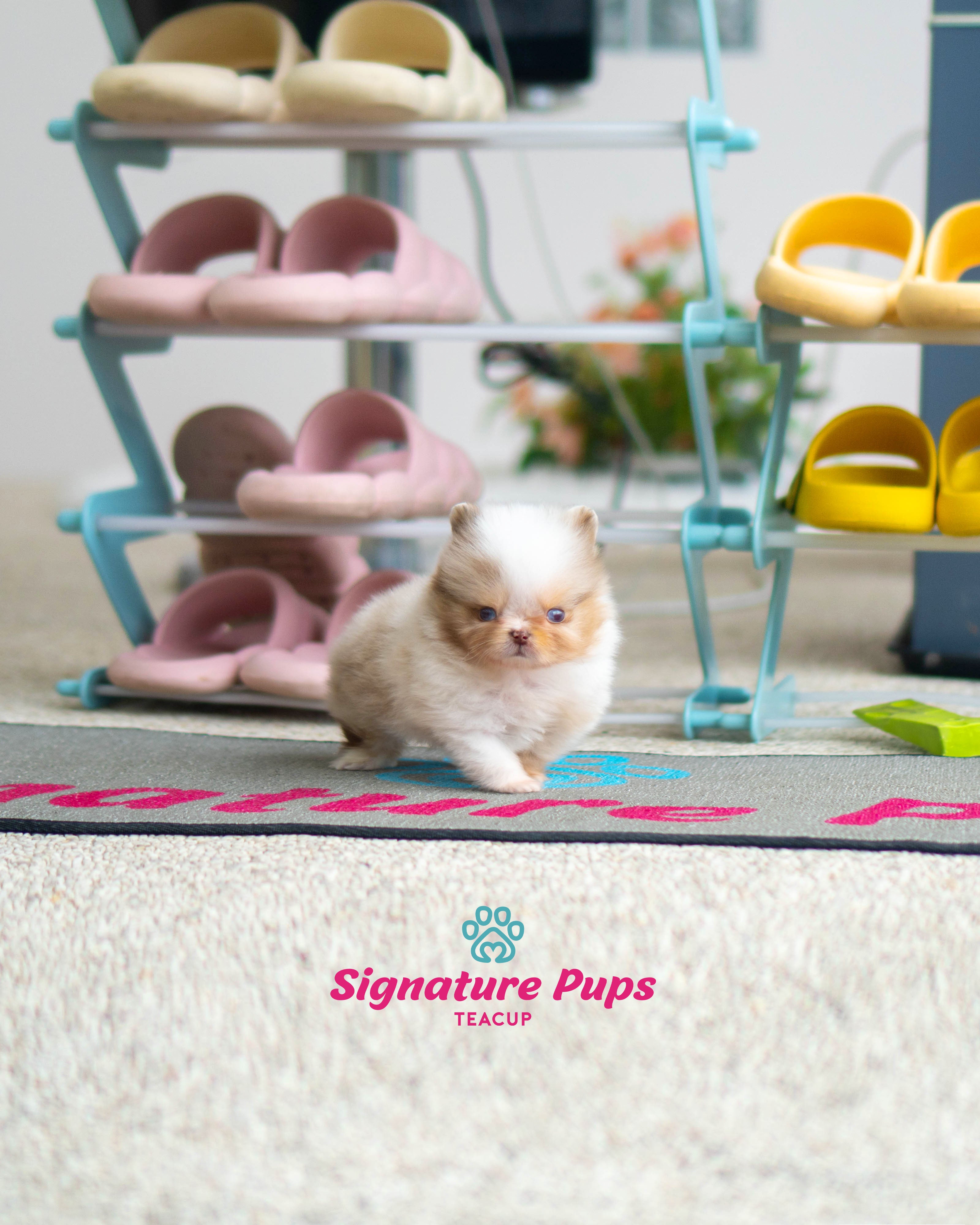 Choco Merle Pomeranian - Burberry – Signature Teacup Pups