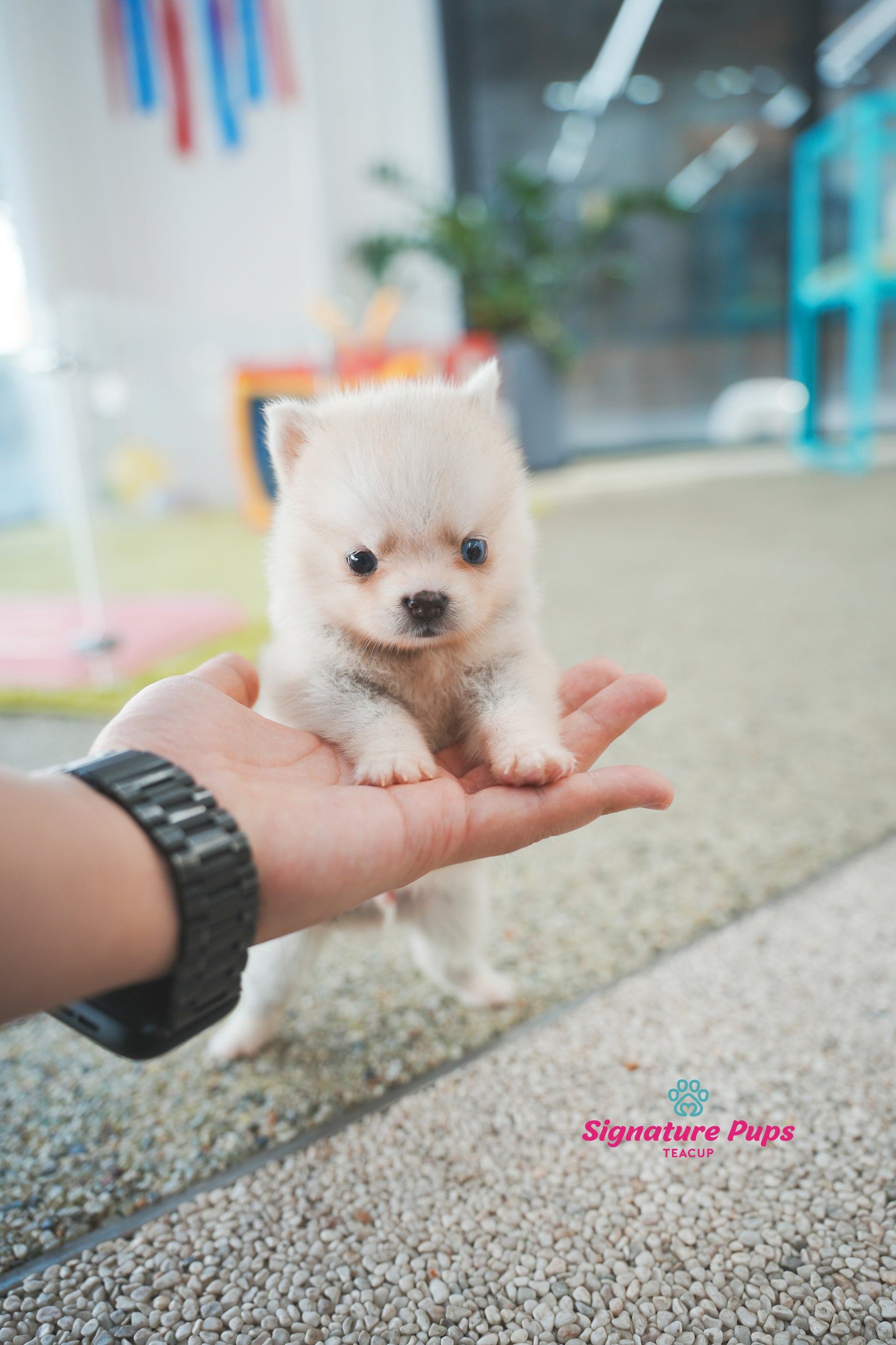 Pomsky - Zeus – Signature Teacup Pups