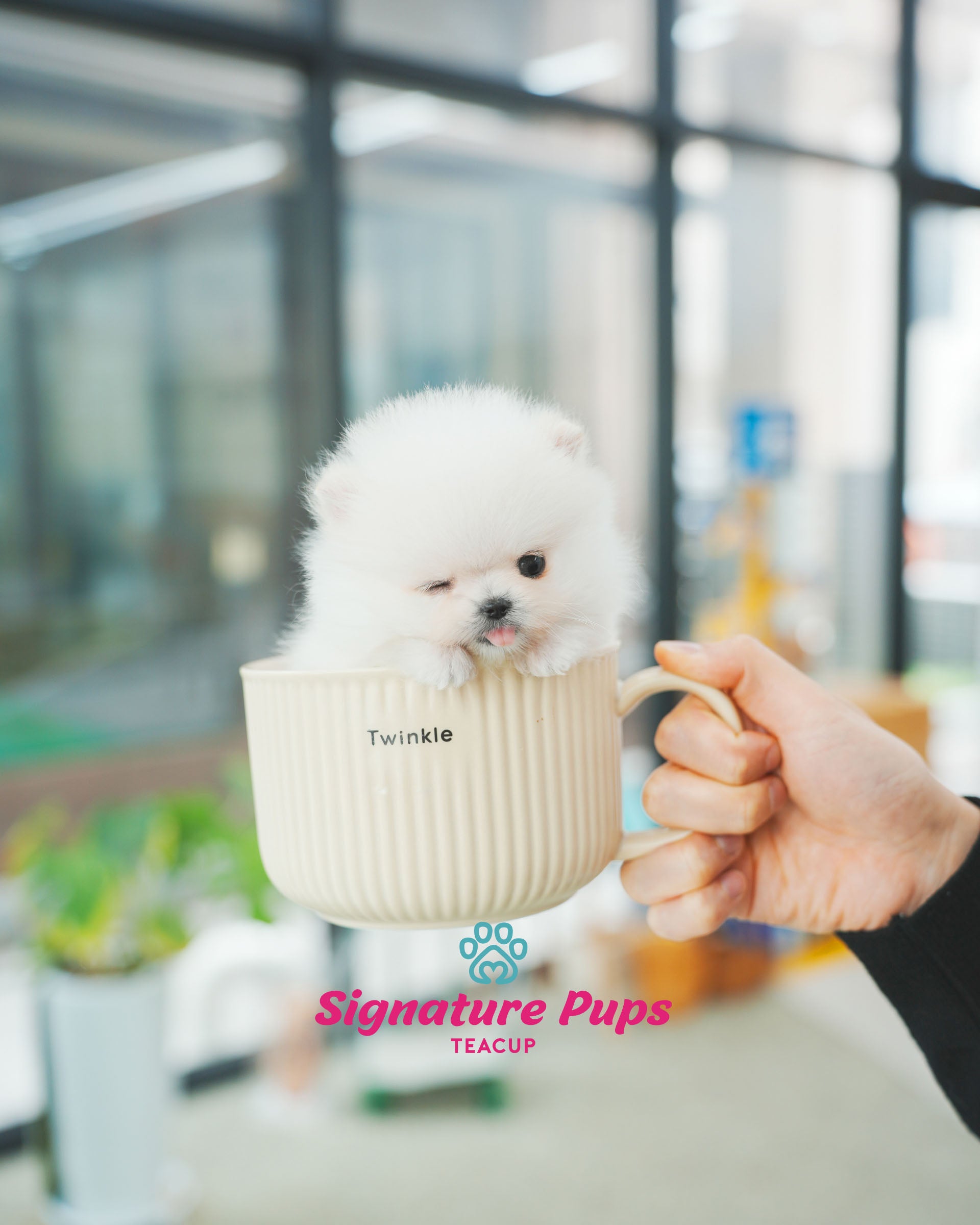 Micro Pomeranian - Candy – Signature Teacup Pups