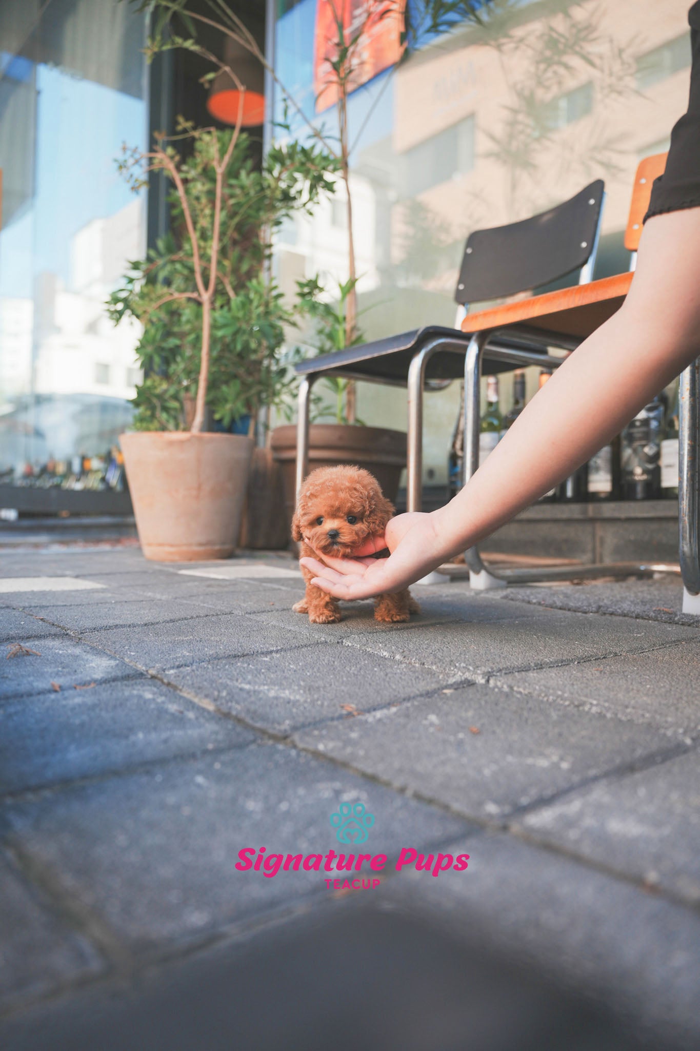 Poodle - Bella – Signature Teacup Pups