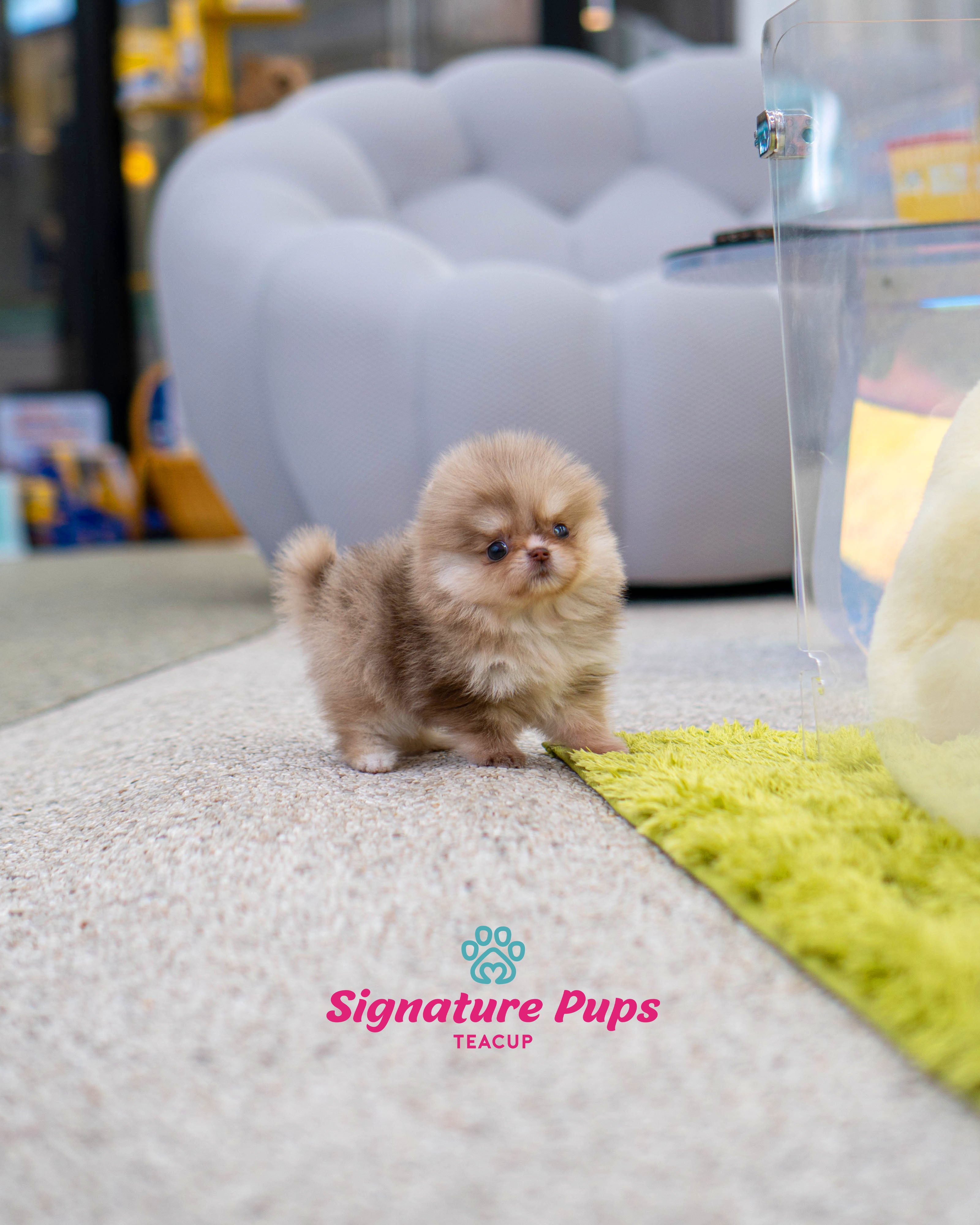 Choco Merle Pomeranian - Daisy – Signature Teacup Pups
