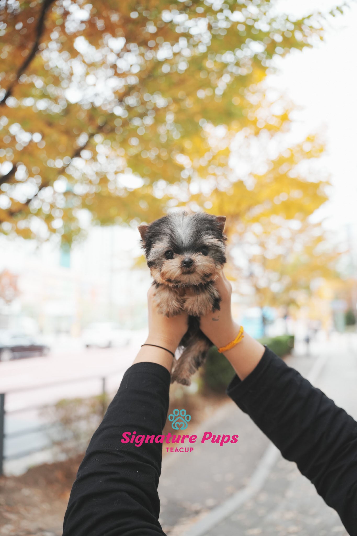 Yorkshire Terrier - Chloe – Signature Teacup Pups