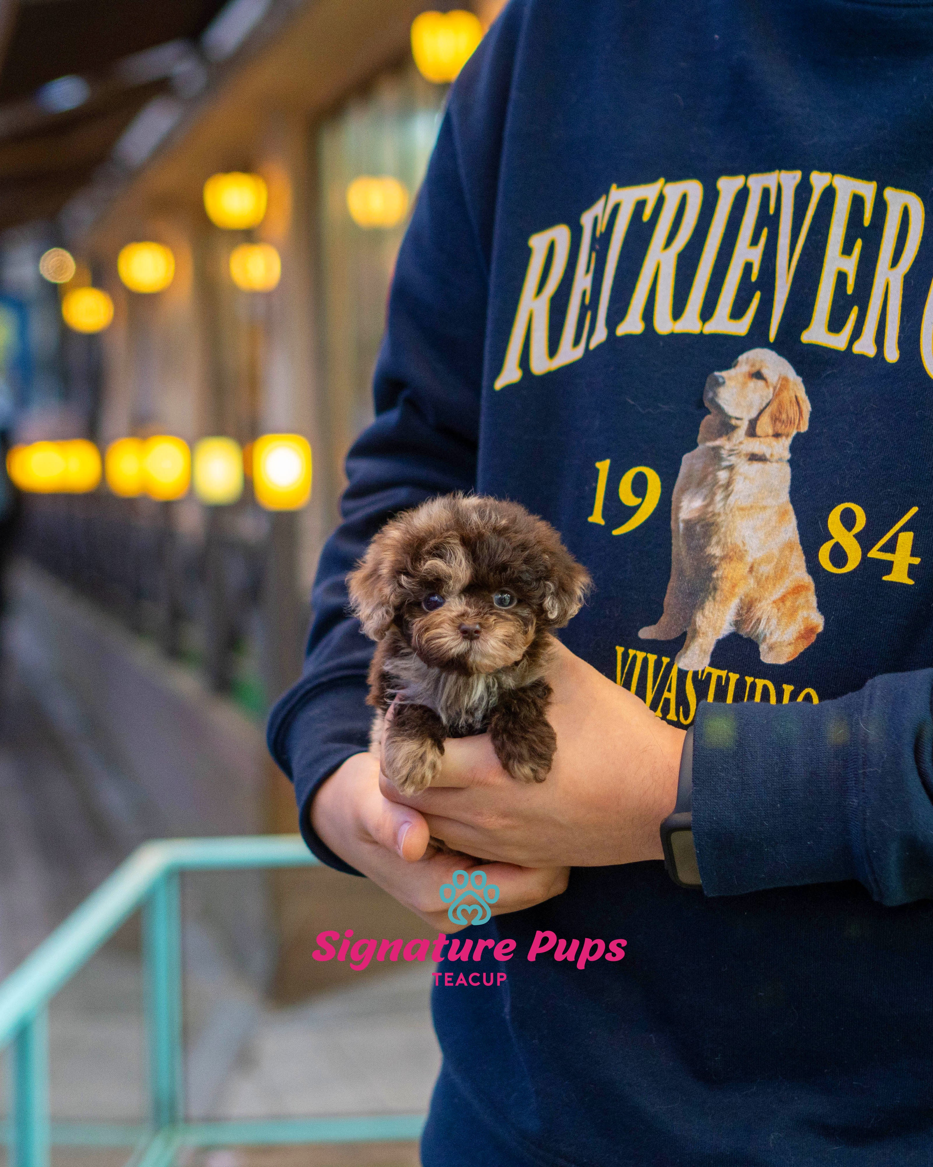 Choco Merle Poodle - Ostin – Signature Teacup Pups