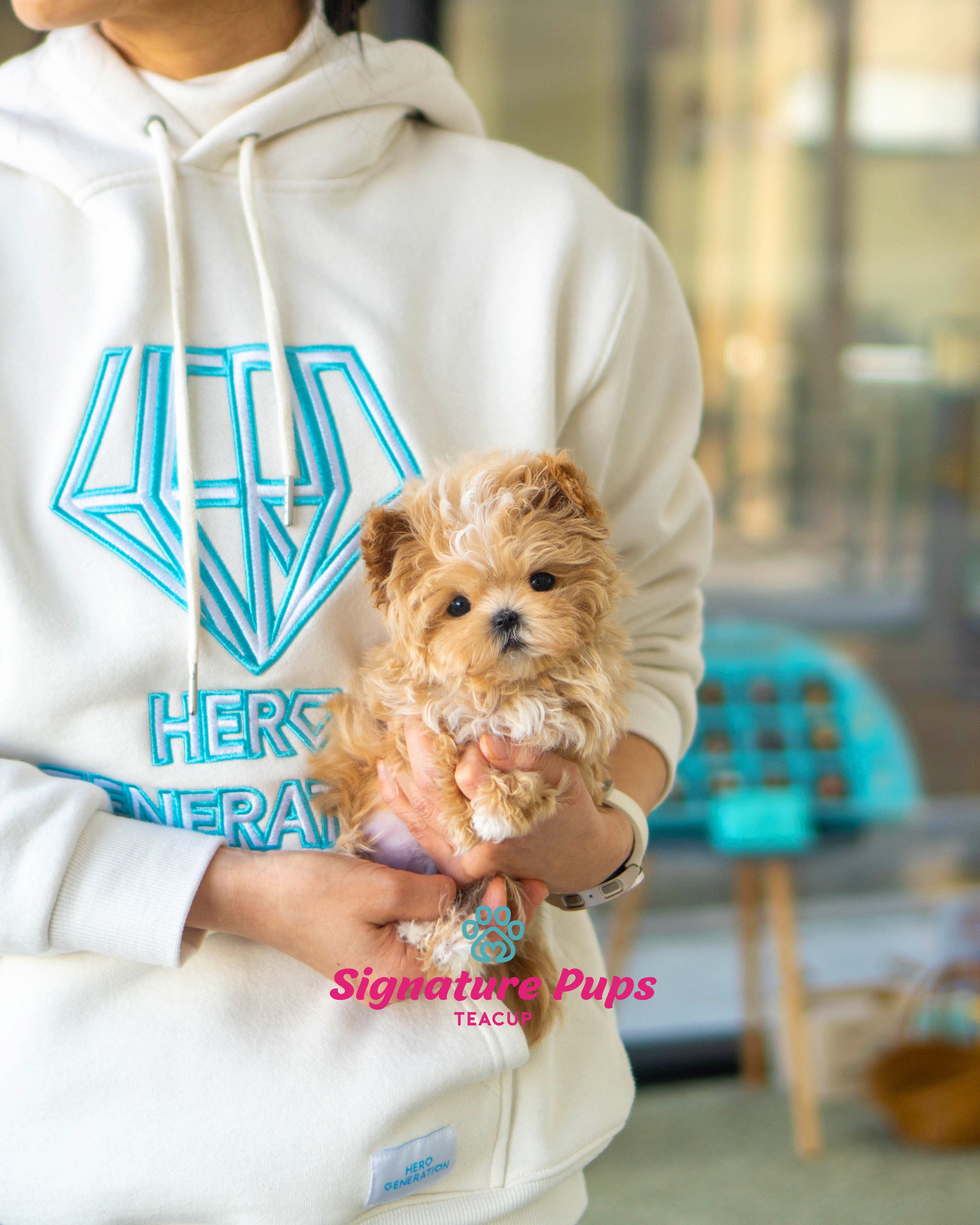 Parti Maltipoo - Teo – Signature Teacup Pups