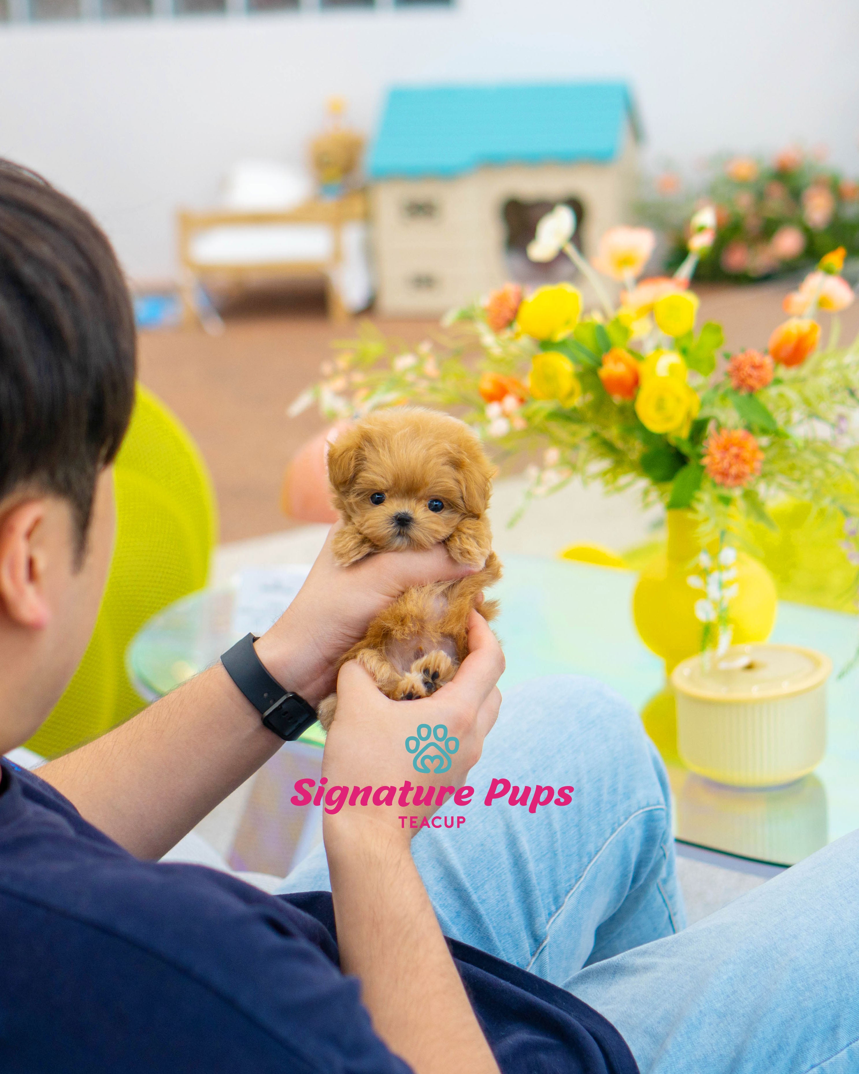 Red Maltipoo - Mason – Signature Teacup Pups