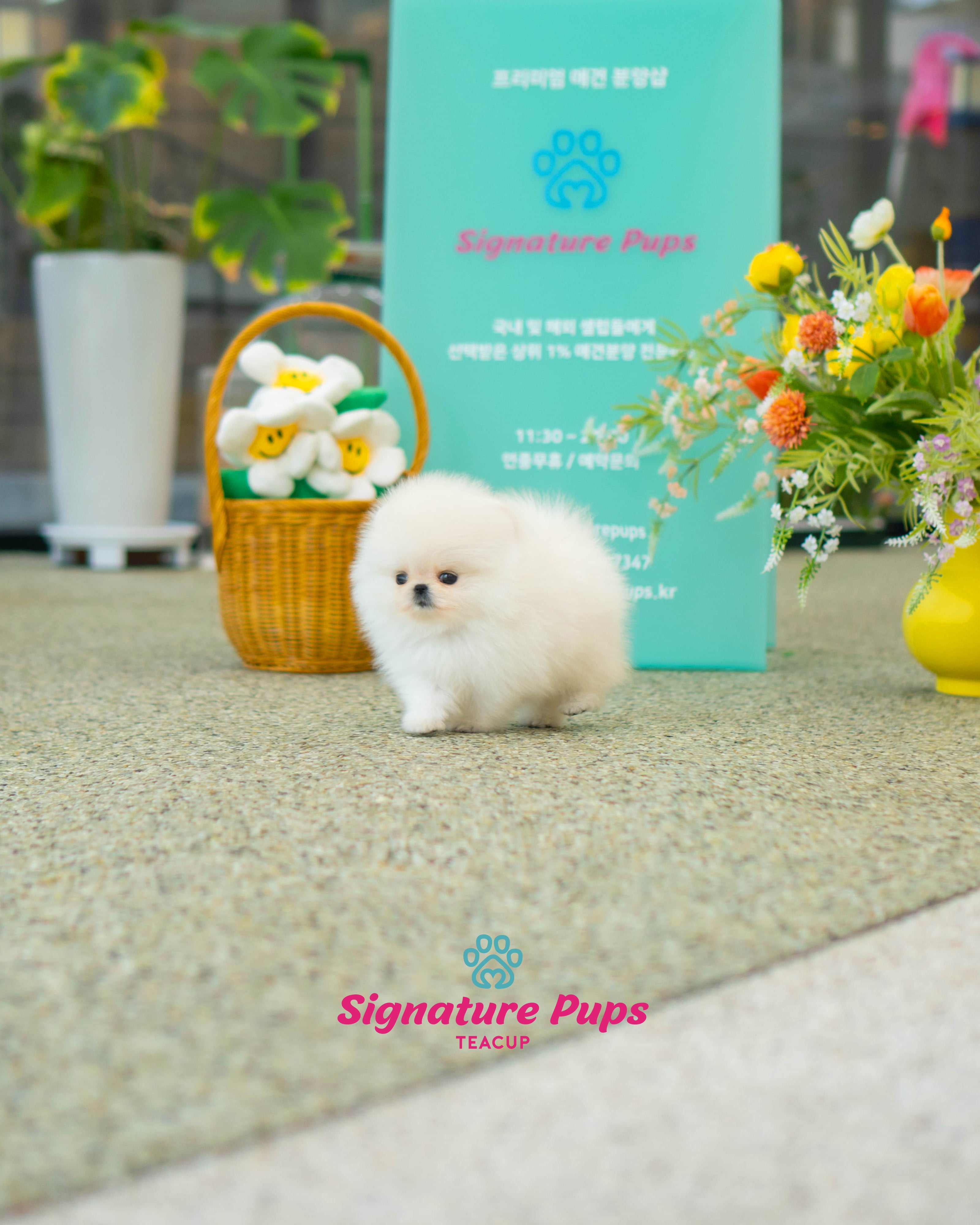 Female White Pomeranian - Bella – Signature Teacup Pups