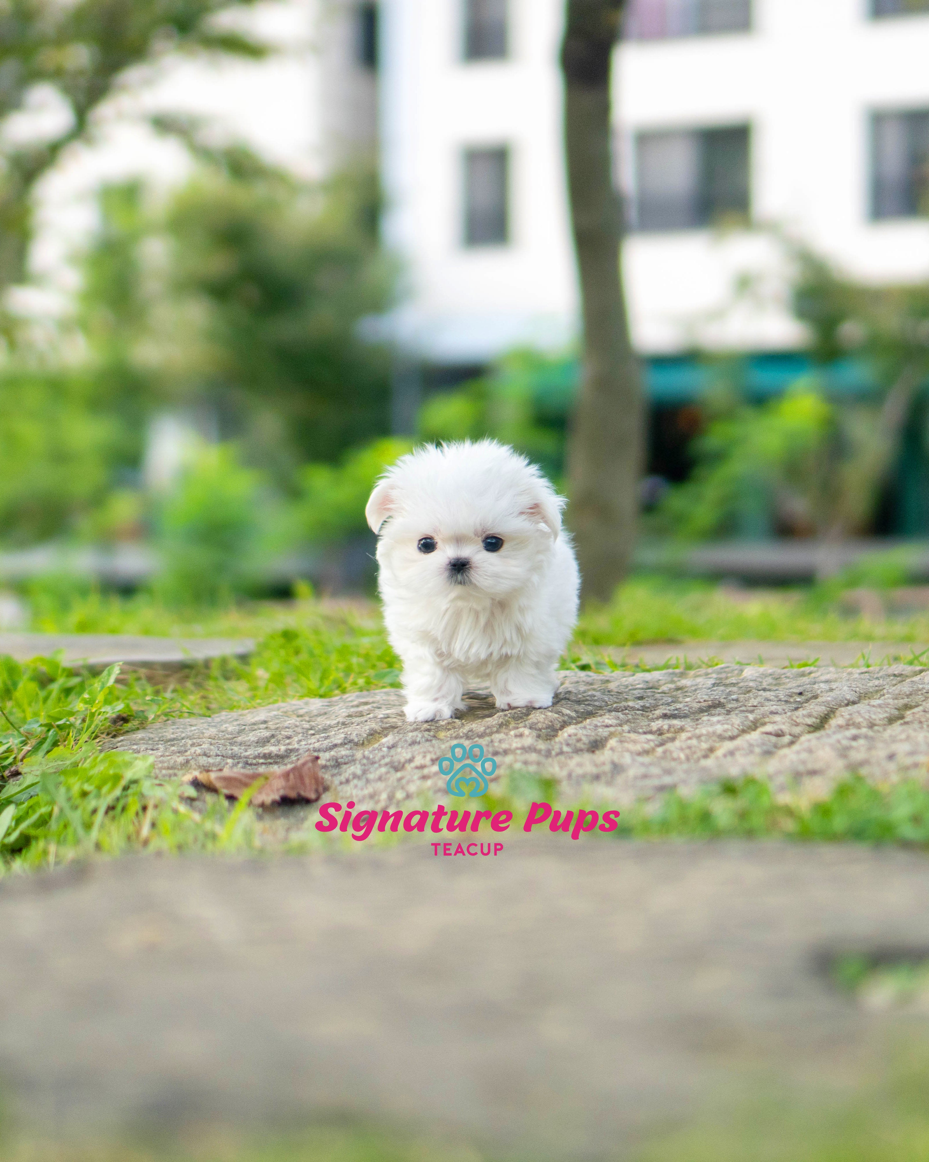Maltese - Nico – Signature Teacup Pups