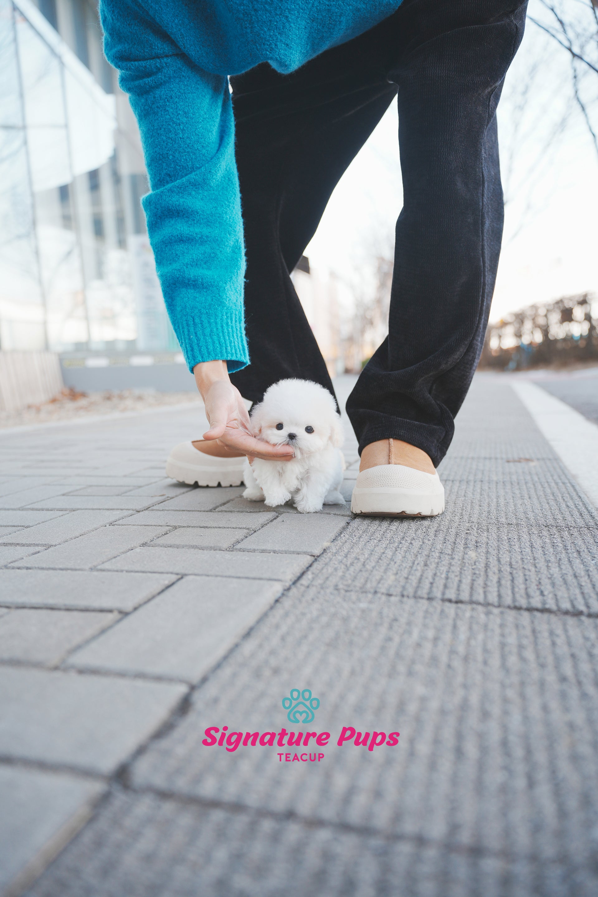White Maltipoo - Teo – Signature Teacup Pups
