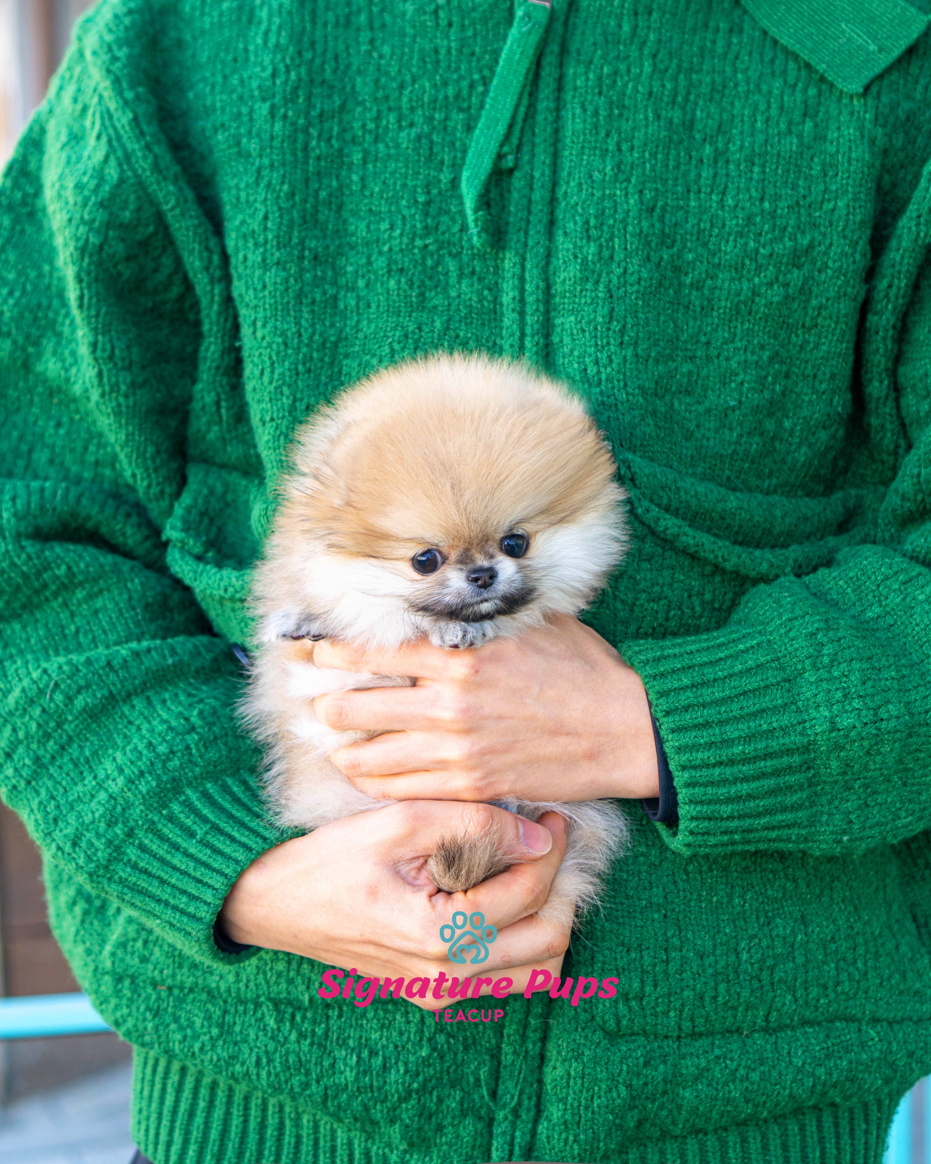 Orange Pomeranian - Jemma – Signature Teacup Pups