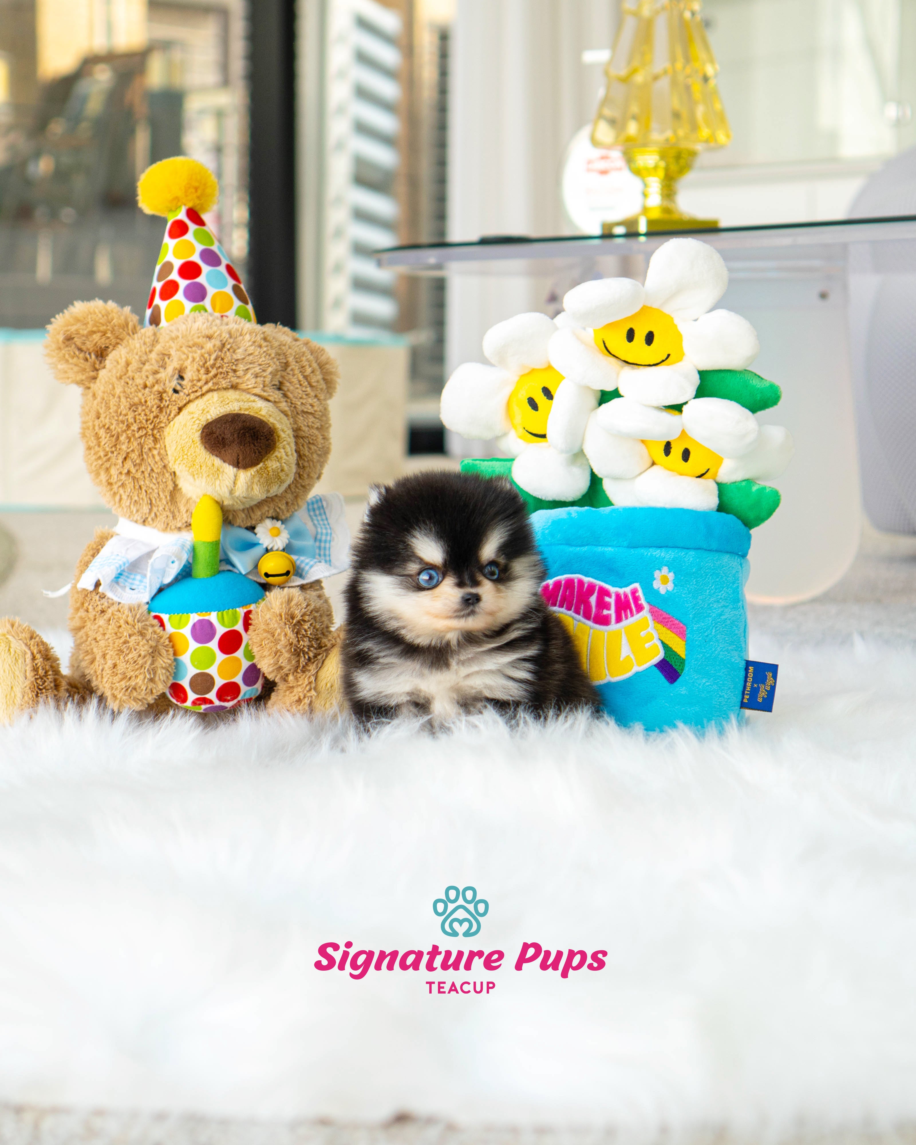 Blue eyes Teacup Pomsky - Sam – Signature Teacup Pups