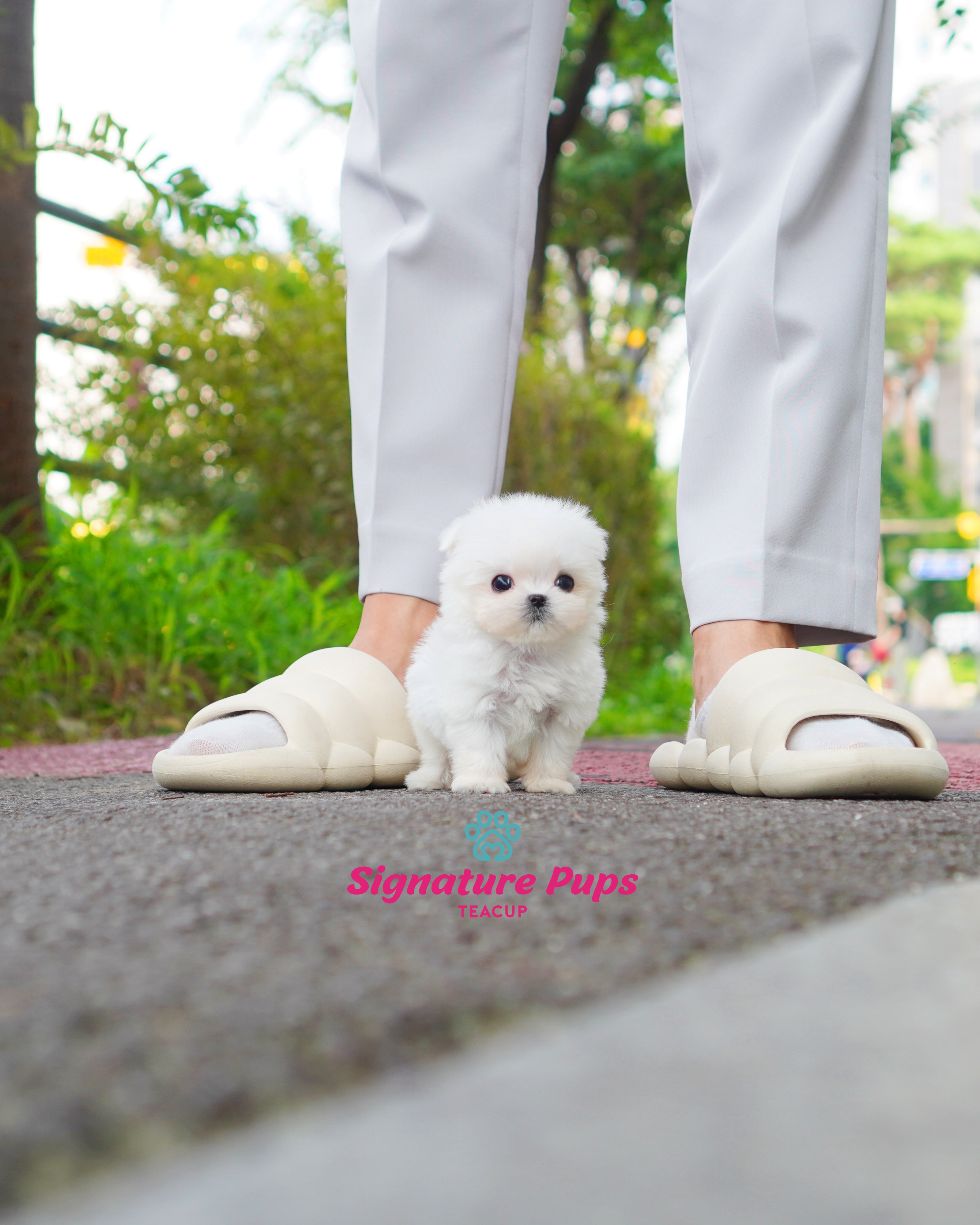 Female Maltese - Rosa – Signature Teacup Pups