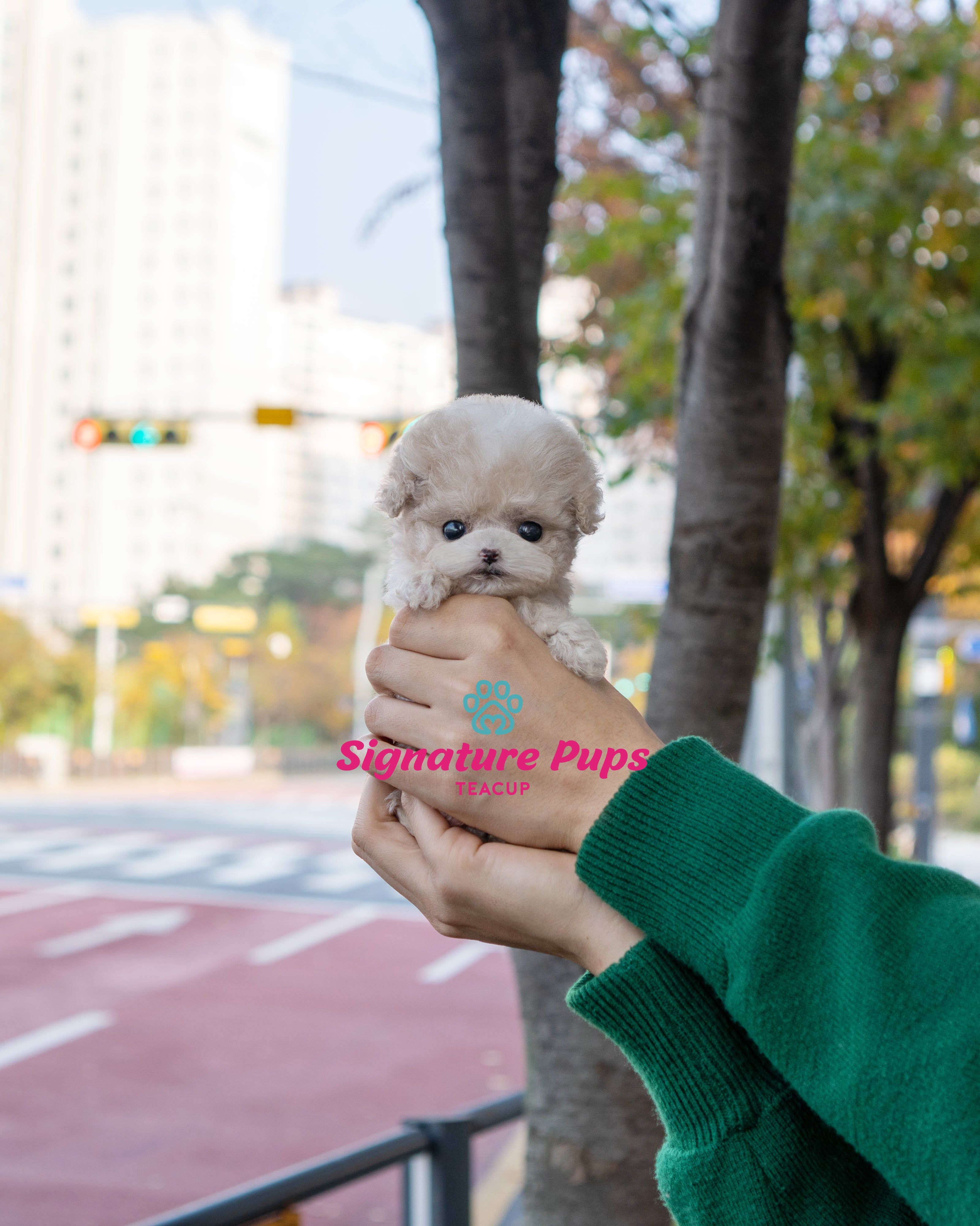Cream Parti Poodle - Timo – Signature Teacup Pups
