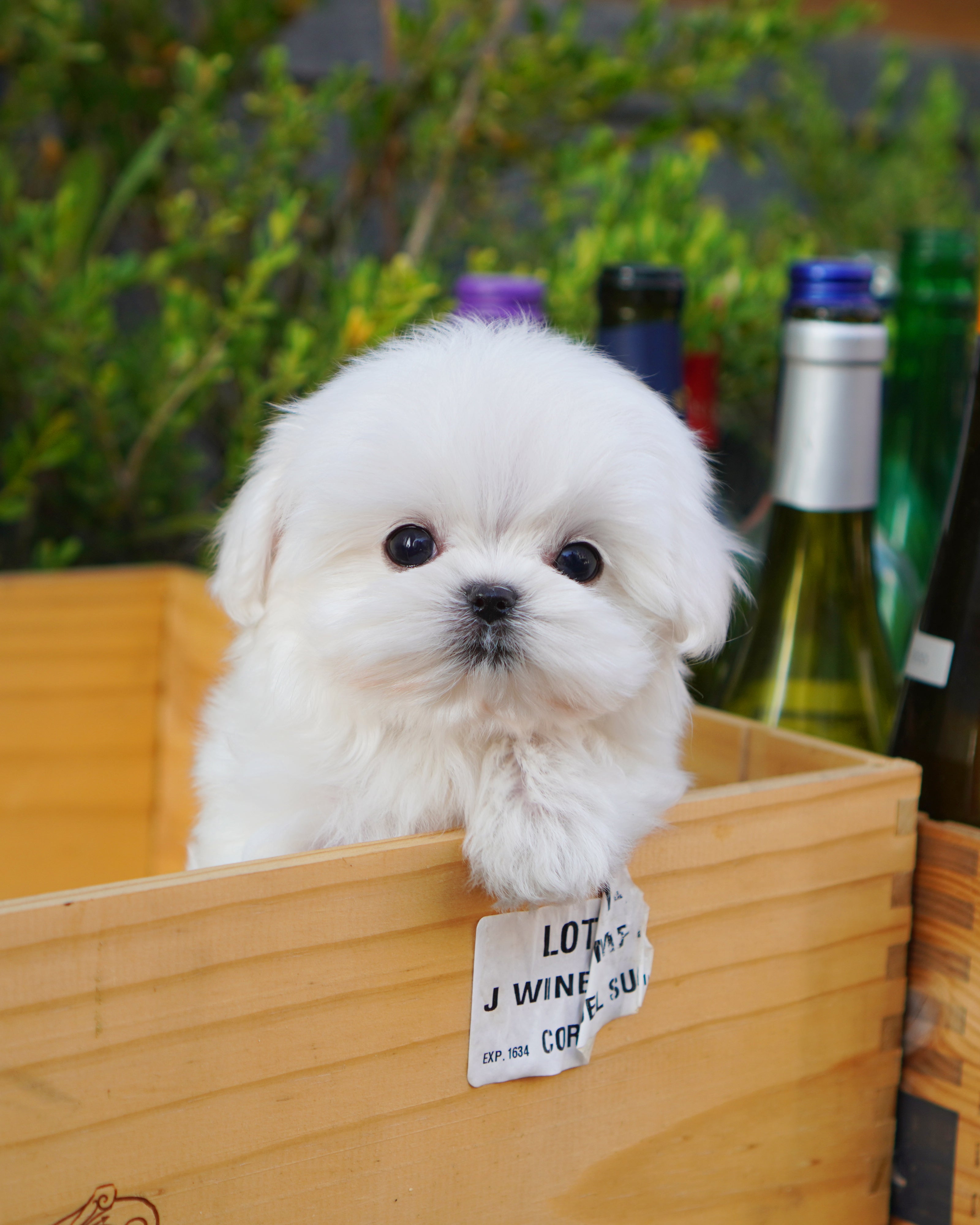 Male Maltese - Daniel – Signature Teacup Pups