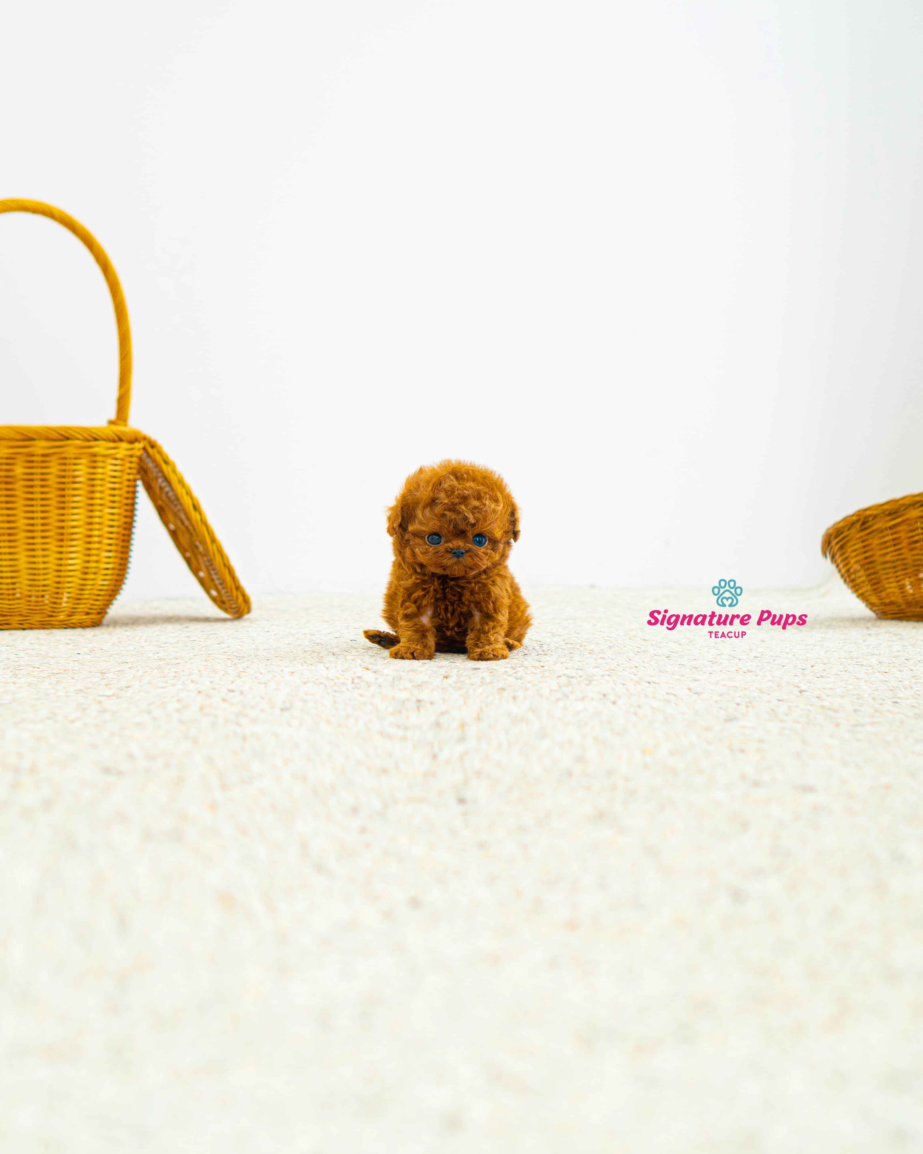 Micro Red Poodle - Poki – Signature Teacup Pups
