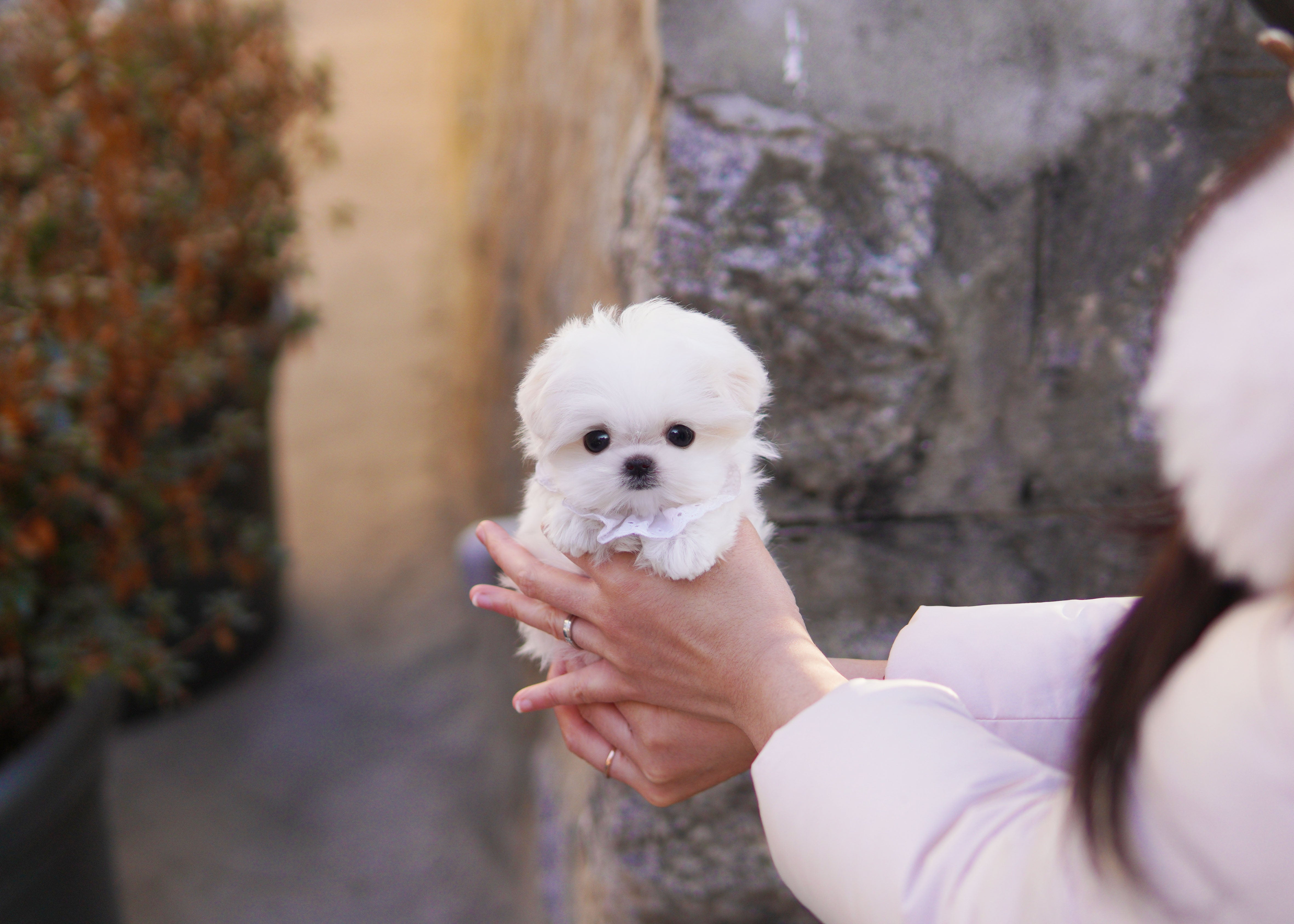 Male Maltese - Alex – Signature Teacup Pups