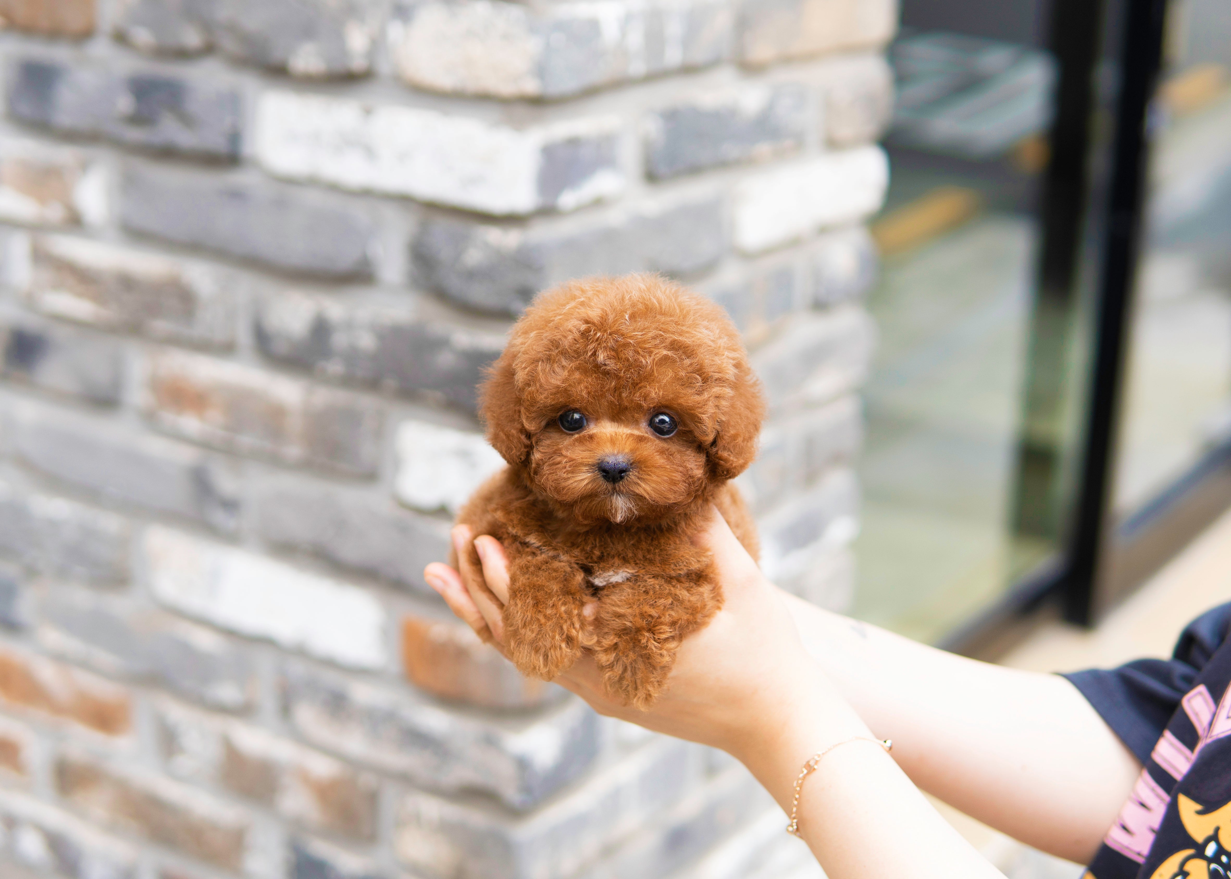 Female Poodle - Coco – Signature Teacup Pups