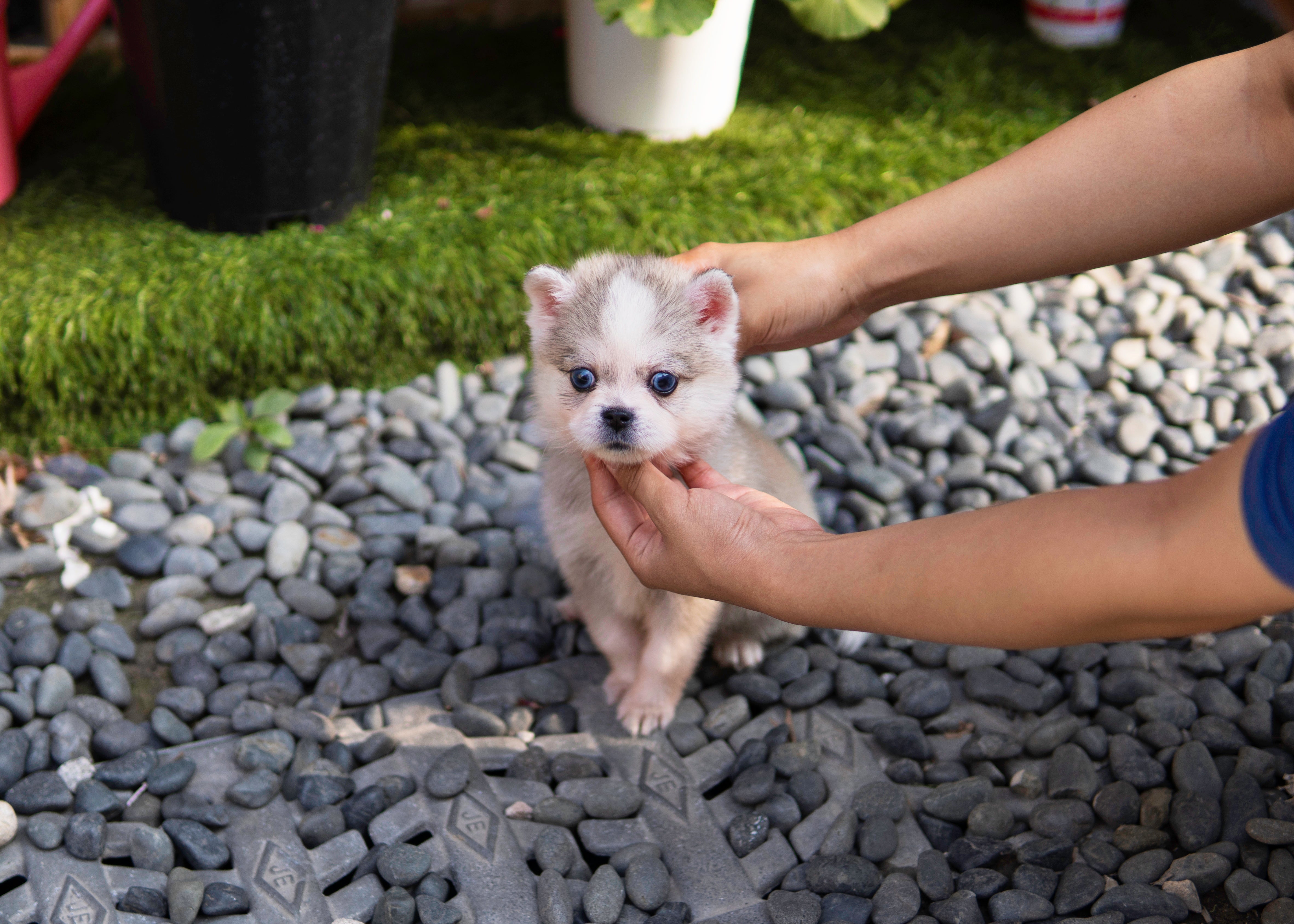 Male Pomsky- Dolly – Signature Teacup Pups