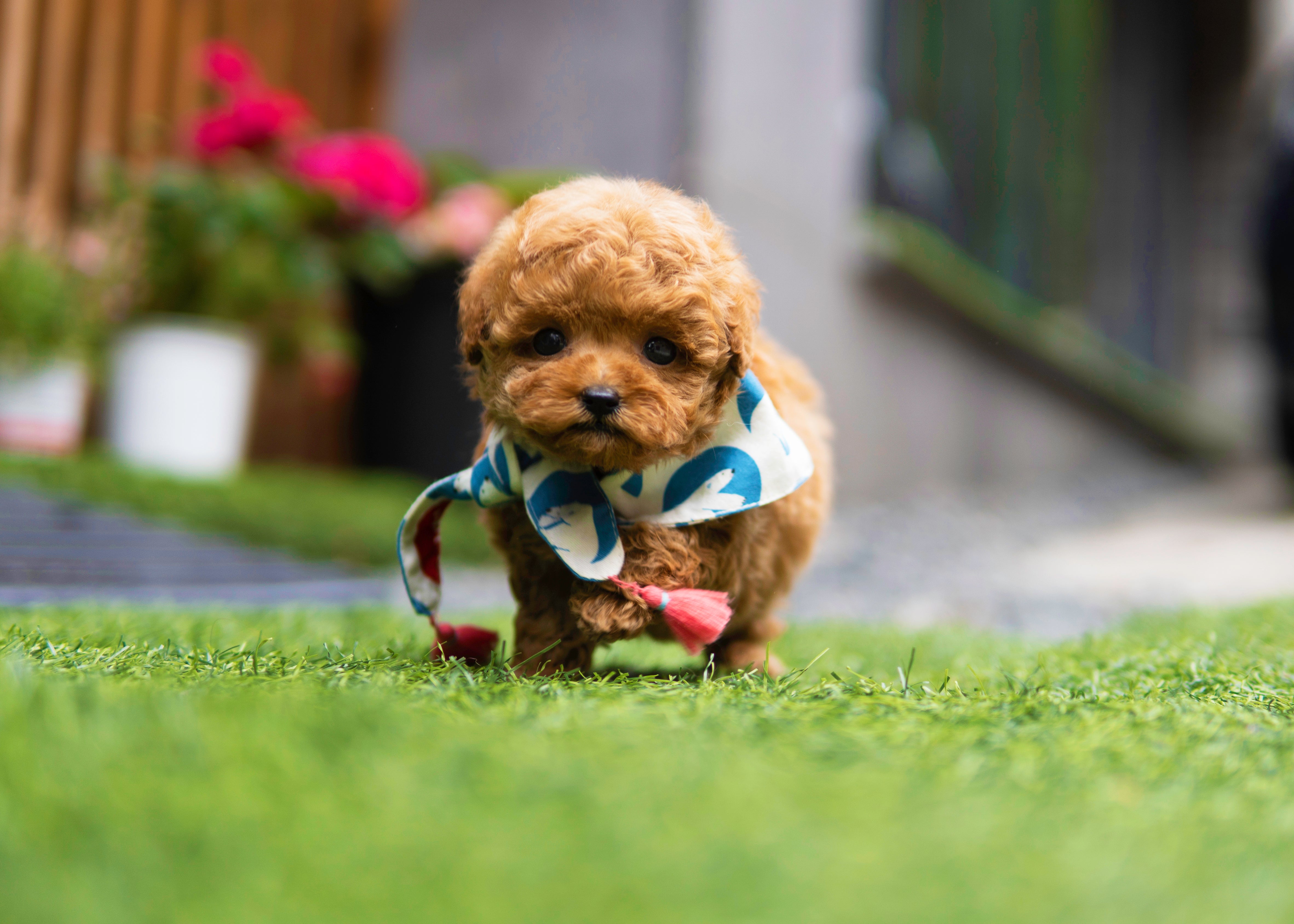 Female Poodle - Piper – Signature Teacup Pups
