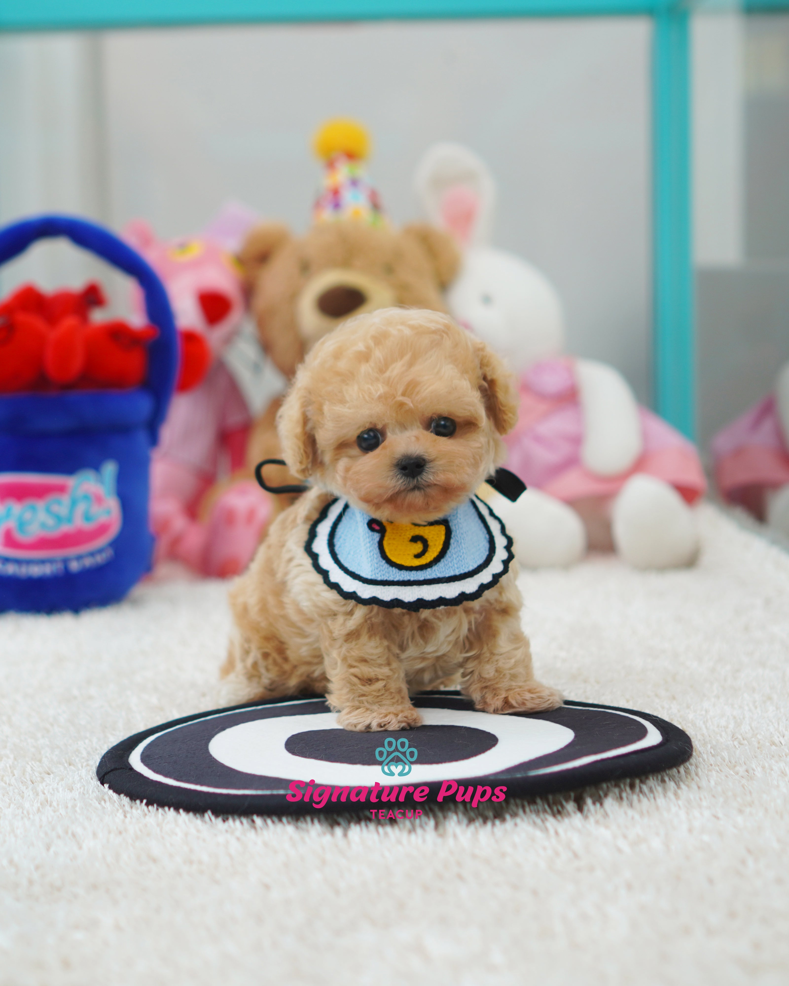 Female Poodle - Sally – Signature Teacup Pups